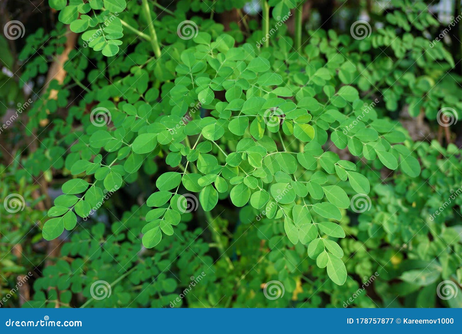 Moringa Oleifera, Fresh Moringa Leaves on Tree Stock Image - Image of ...