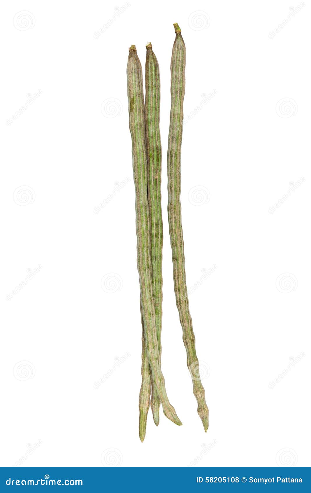 Moringa Oleifera Lam or Bitter Cucumber-chinese Stock Photo - Image of ...