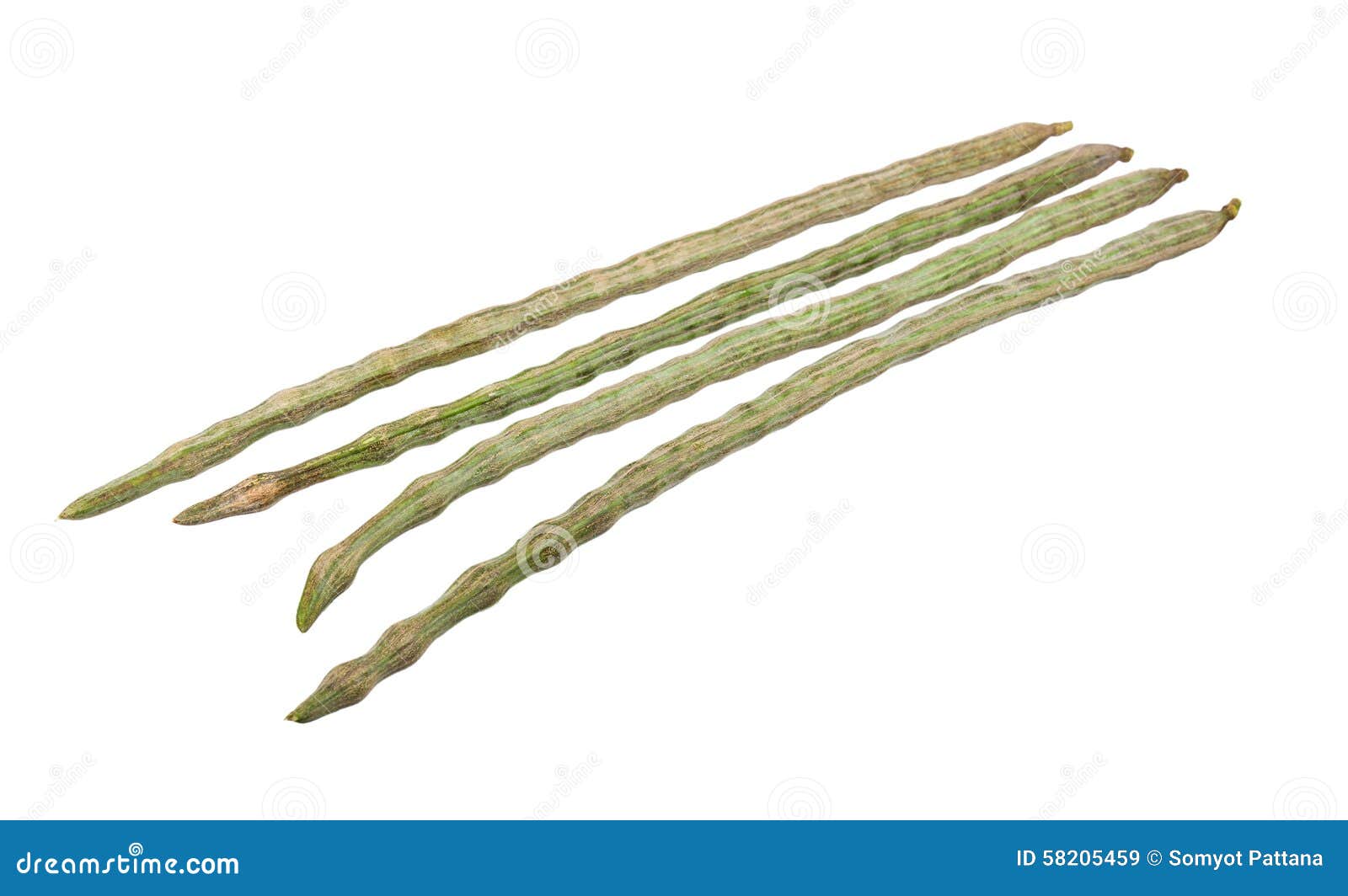 Moringa Oleifera Lam or Bitter Cucumber-chinese Stock Image - Image of ...