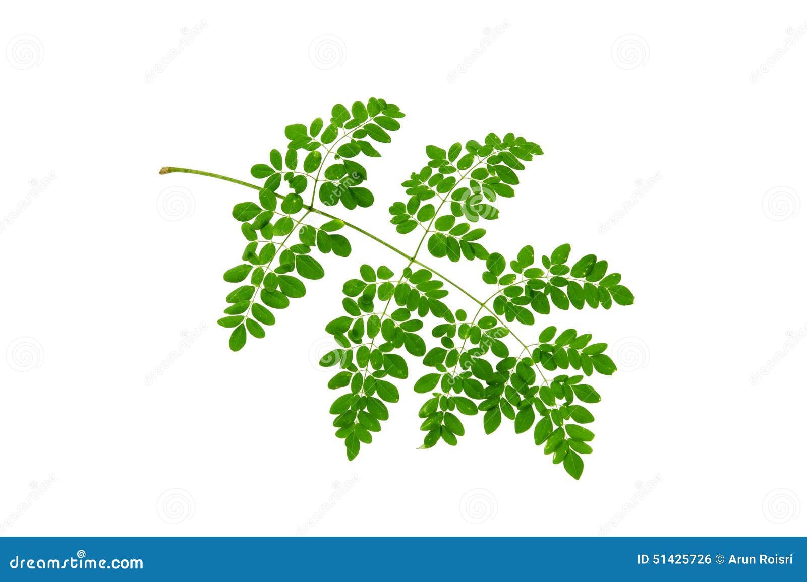 (Moringa Oleifera Lam.), Leaf Form and Texture Stock Photo - Image of ...