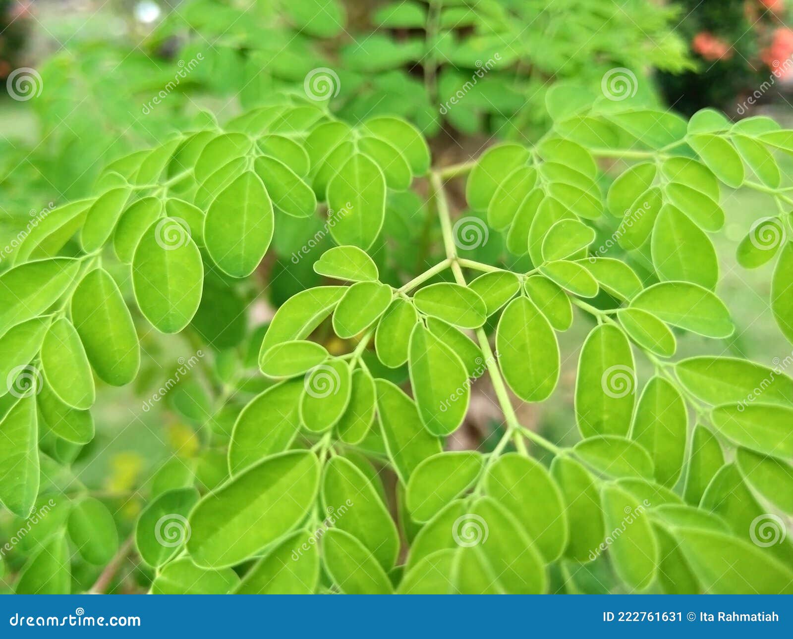 Moringa Oleifera Leaf in Backyard Stock Image - Image of moringa, plant ...