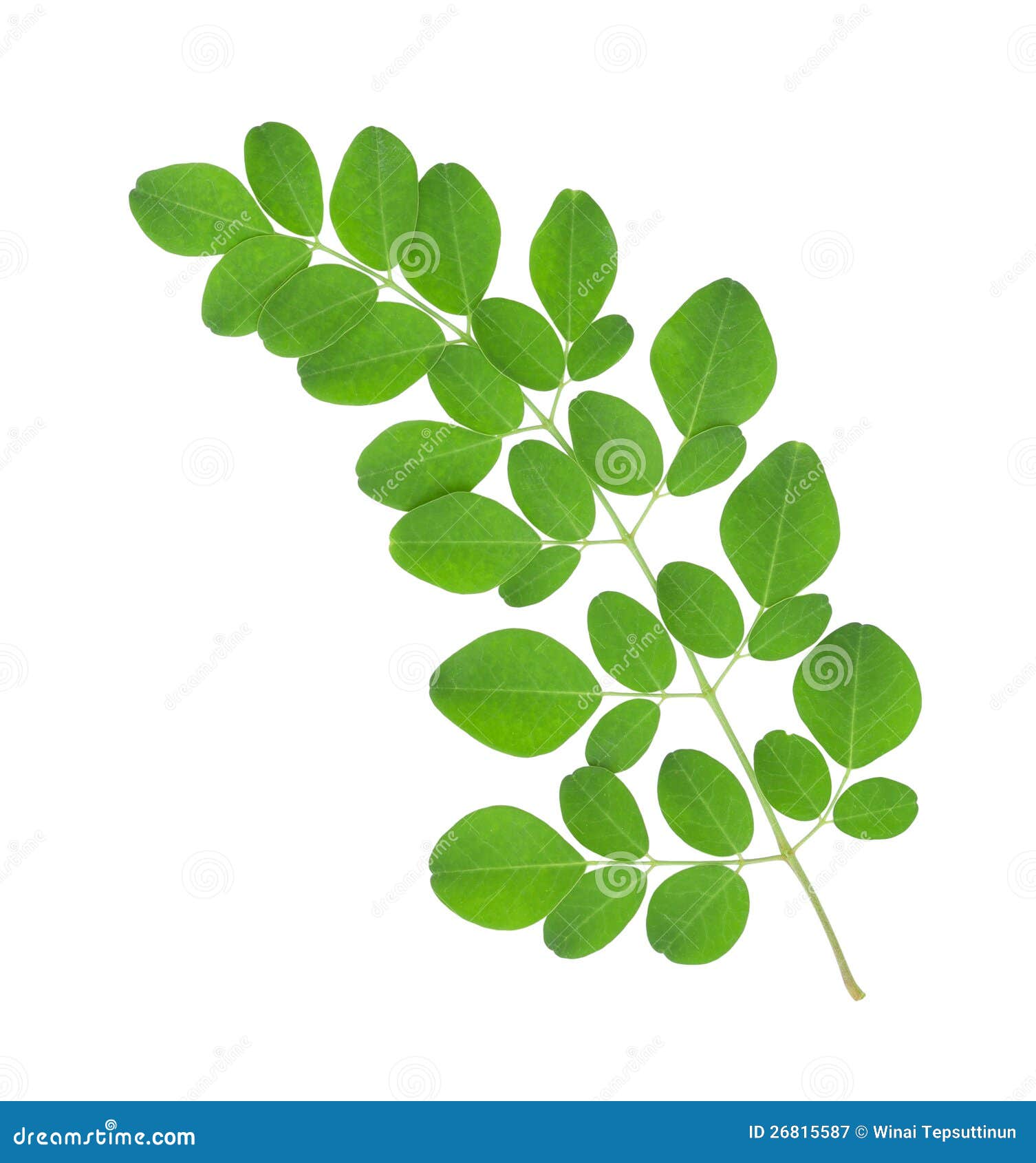 Moringa oleifera leaves stock image. Image of nature - 26815587