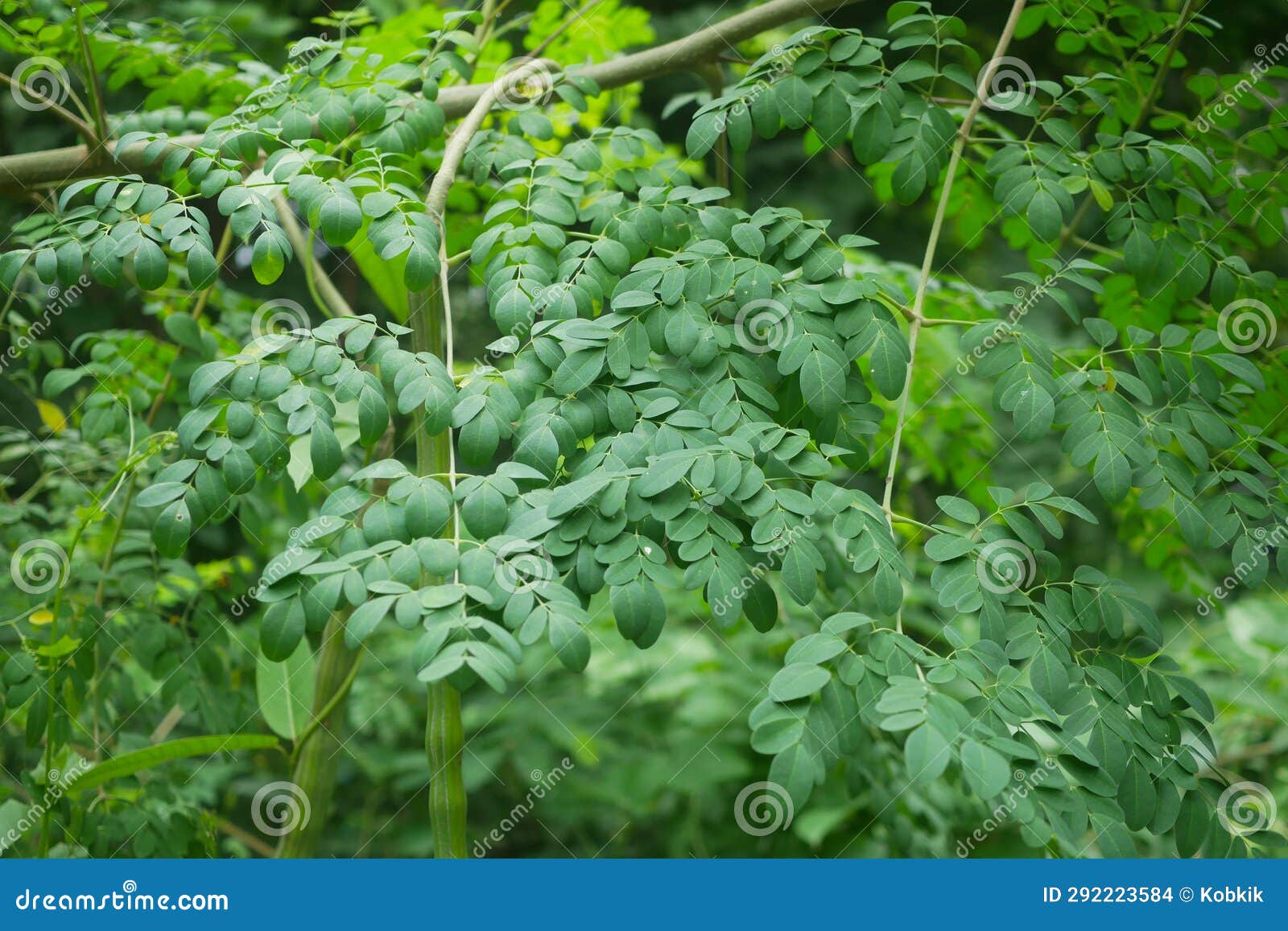 Moringa Oleifera, Moringa Leaves, Moringa Leaves on Its Tree.Selective ...