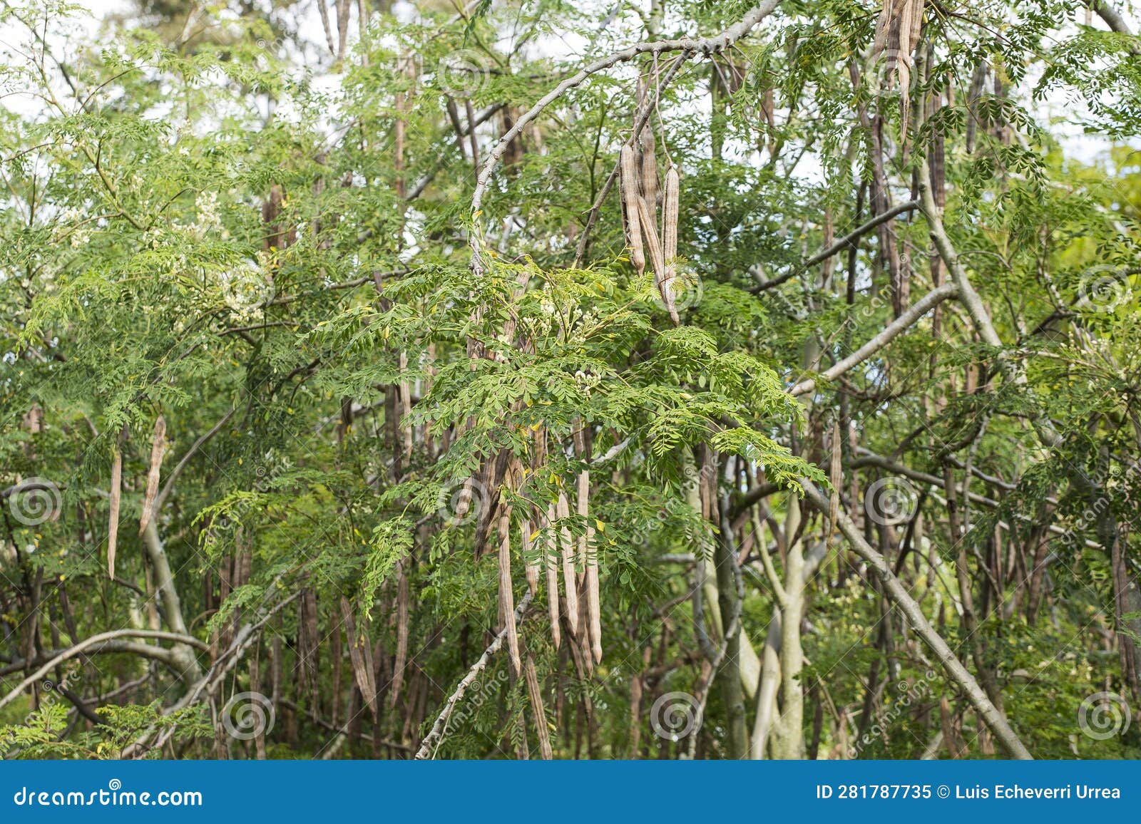 Moringa Oleifera - Moringa Leaves and Pods on the Plant Stock Image ...