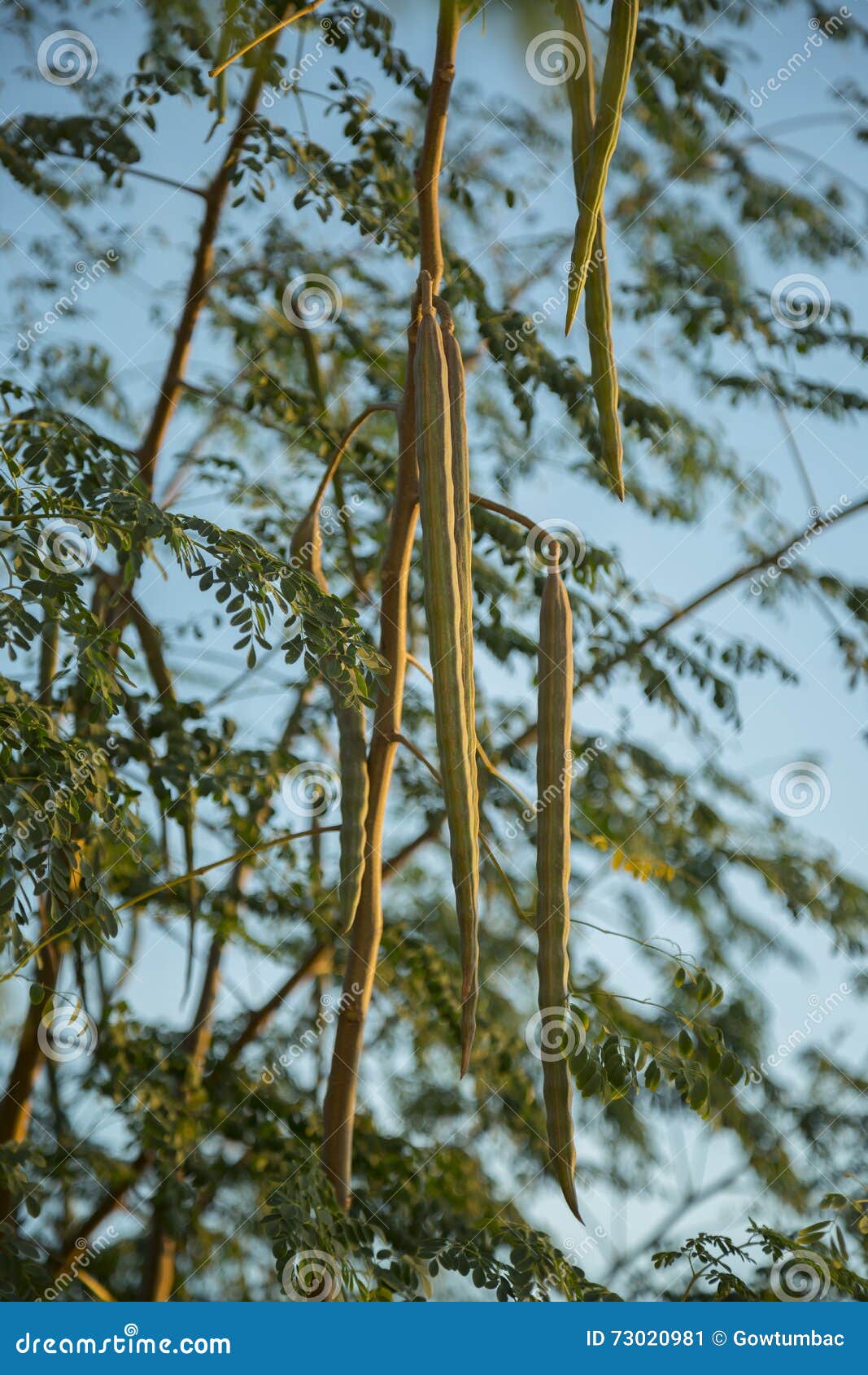 Moringa Oleifera Plants.(the Tree of Life) Stock Image - Image of ...