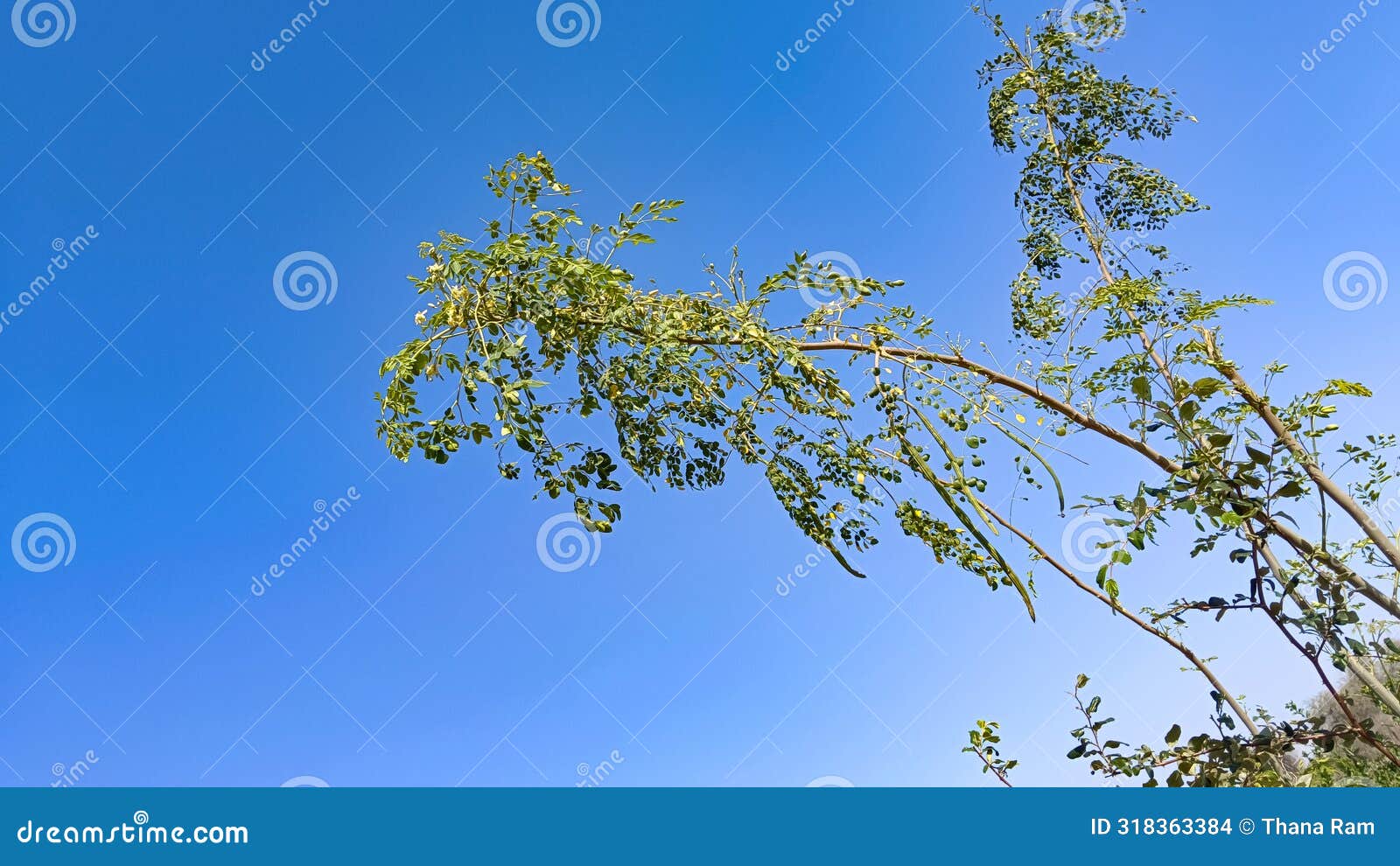 Moringa (Oleifera) Pods on the Tree Branches with Blue Sky Stock Photo ...