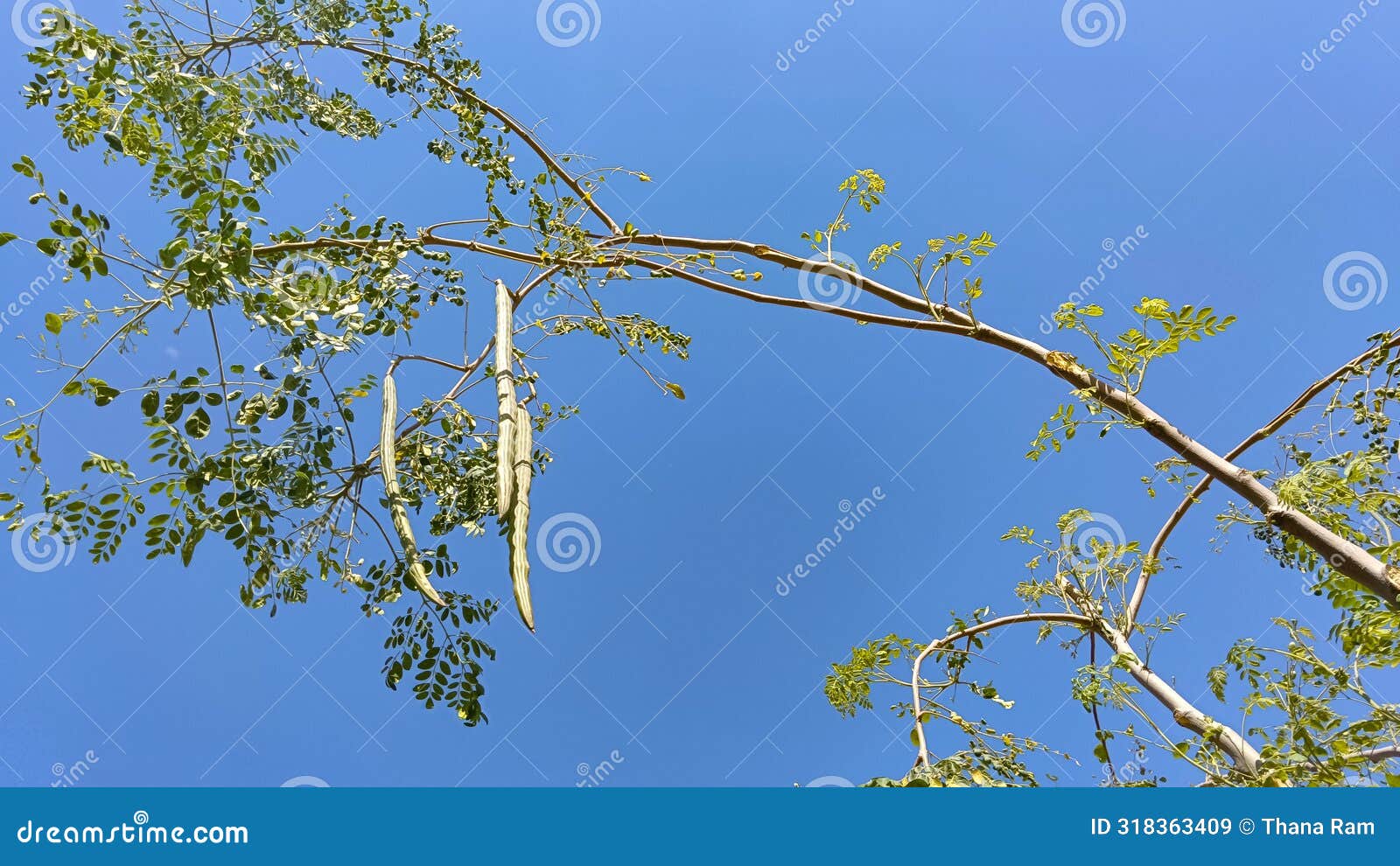 Moringa (Oleifera) Pods on the Tree Branches with Blue Sky Stock Image ...