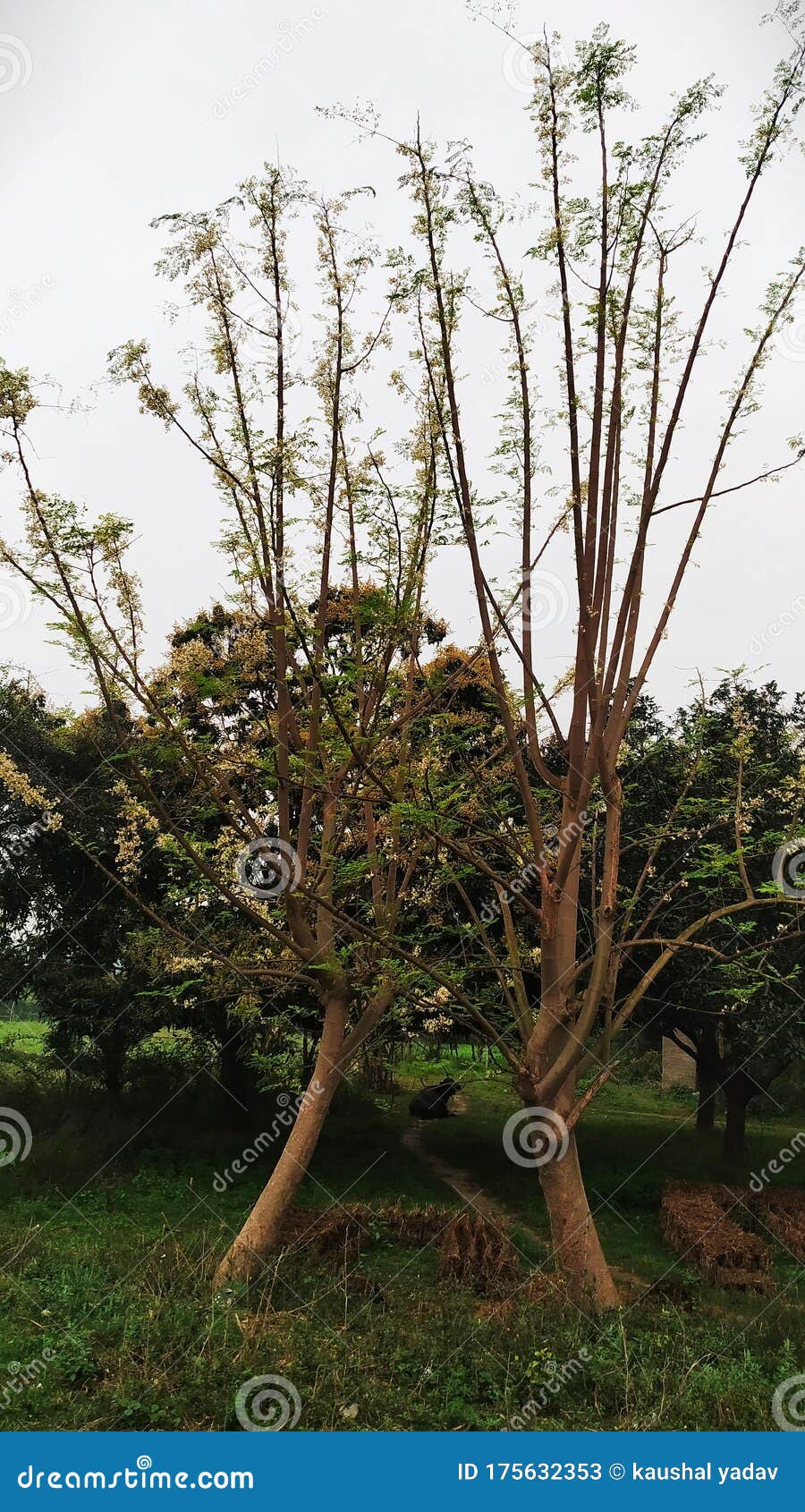 Moringa oleifera tree stock image. Image of oleifera - 175632353