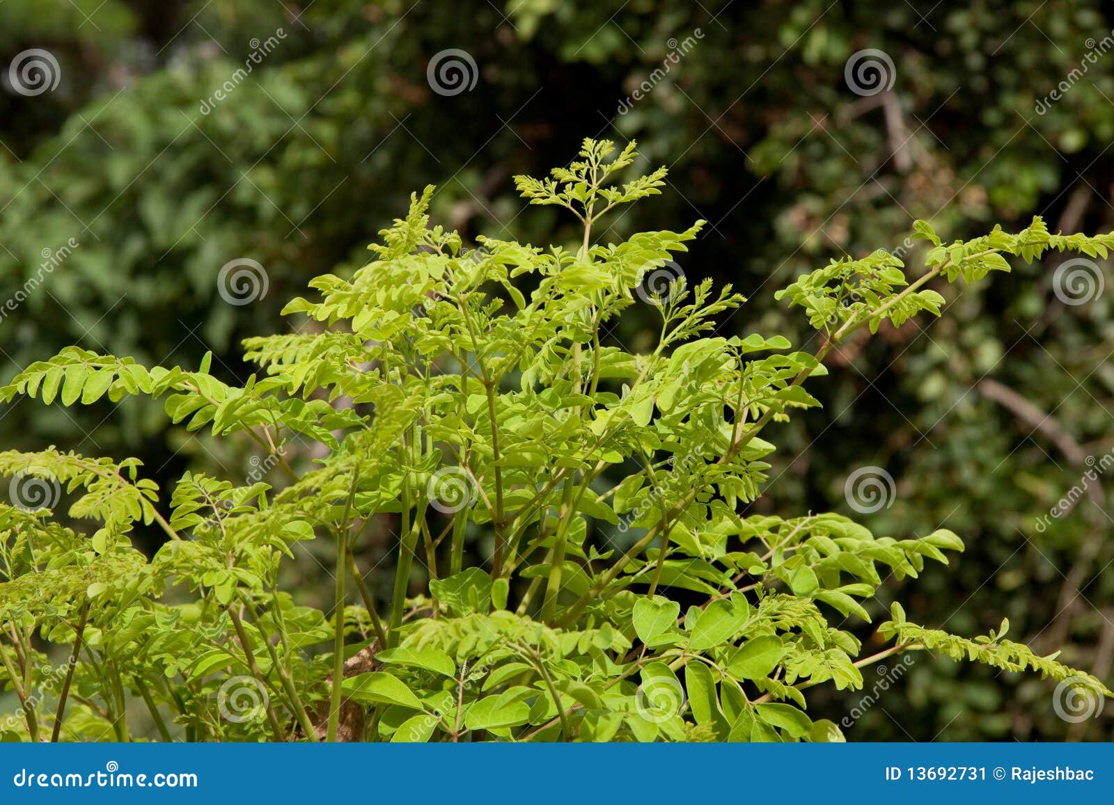 Moringa Oleifera(tree of Life) Stock Image - Image of tropical, plants ...