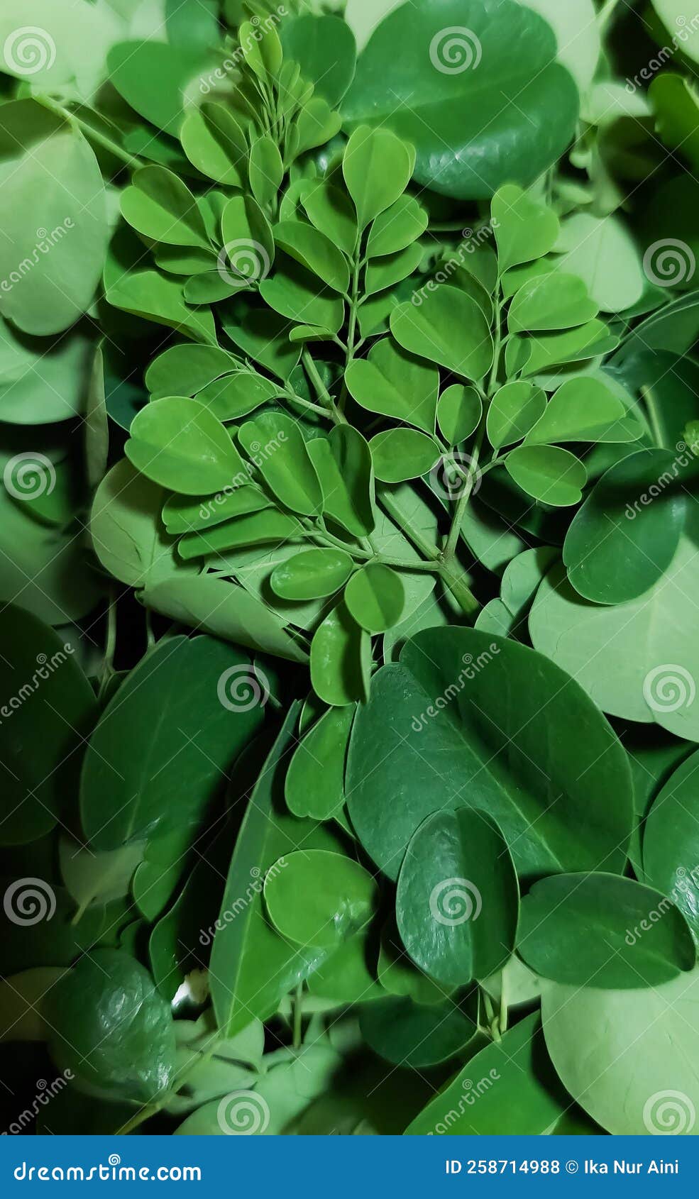 Moringa Oleifera. Uma Planta Da Tribo Moringaceae Foto de Stock ...
