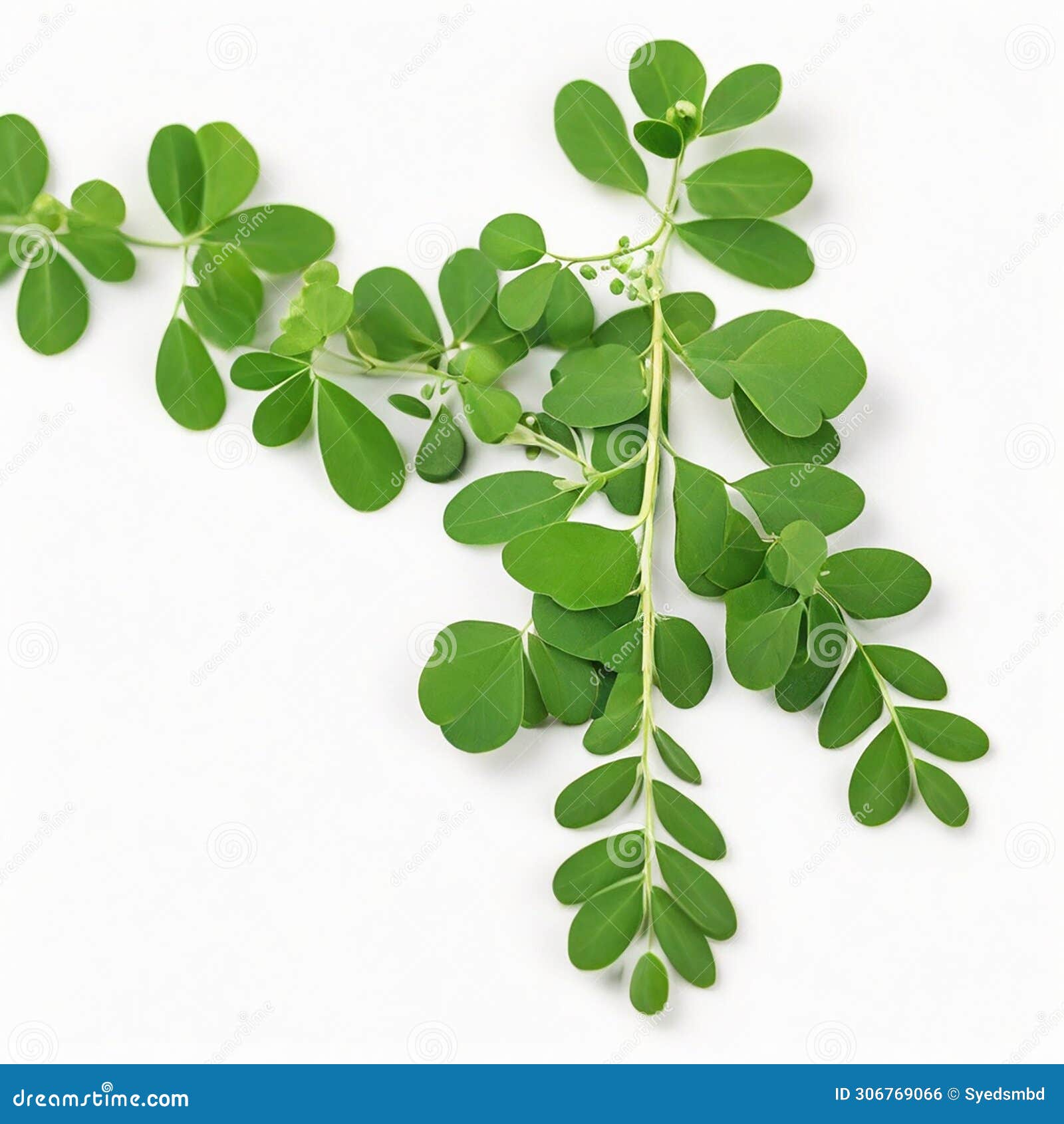 Moringa Oleifera on White Background Stock Illustration - Illustration ...