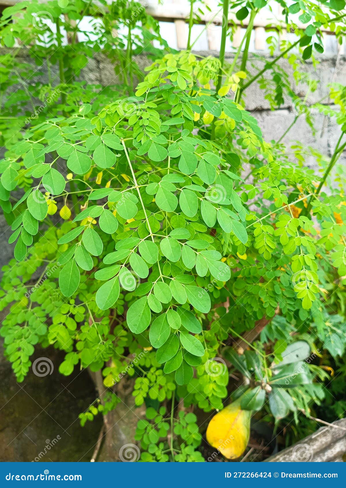 Moringa Plant Royalty-Free Stock Photography | CartoonDealer.com #252682097