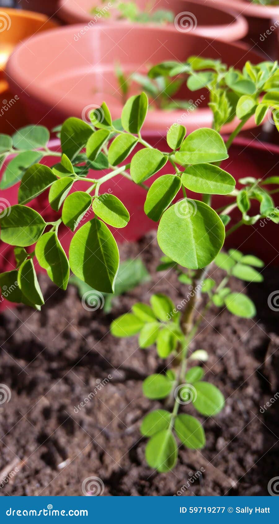 Moringa plant stock image. Image of potted, africa, plant - 59719277