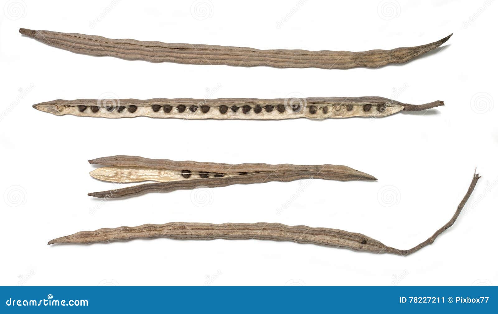 Moringa pods (Dried) stock image. Image of tropical, chinese - 78227211