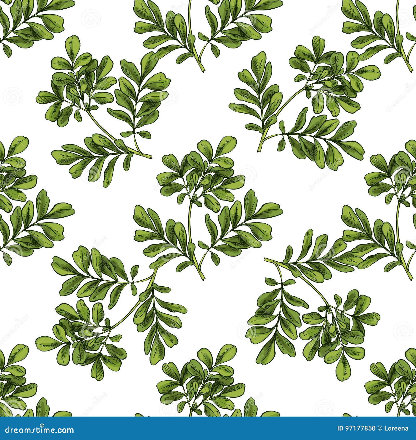 Moringa. Seamless Botanical Pattern Stock Vector - Illustration of ...