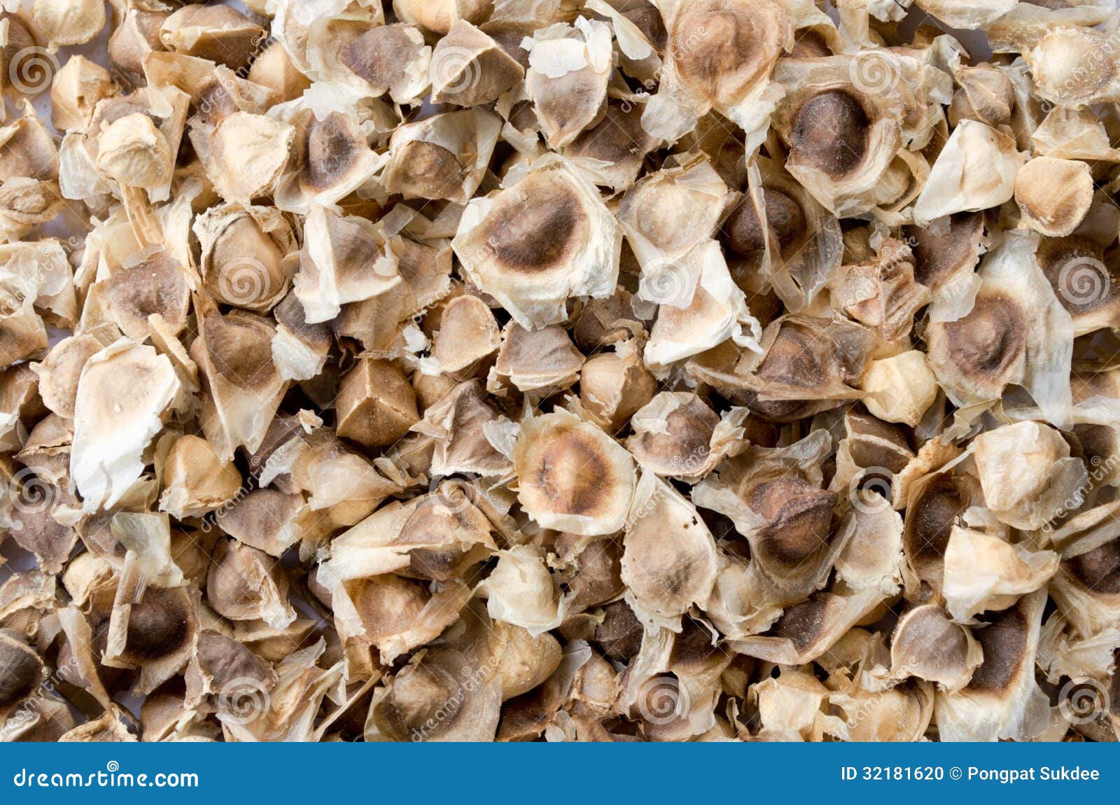 Moringa seeds dry stock photo. Image of diet, horse, minerals - 32181620