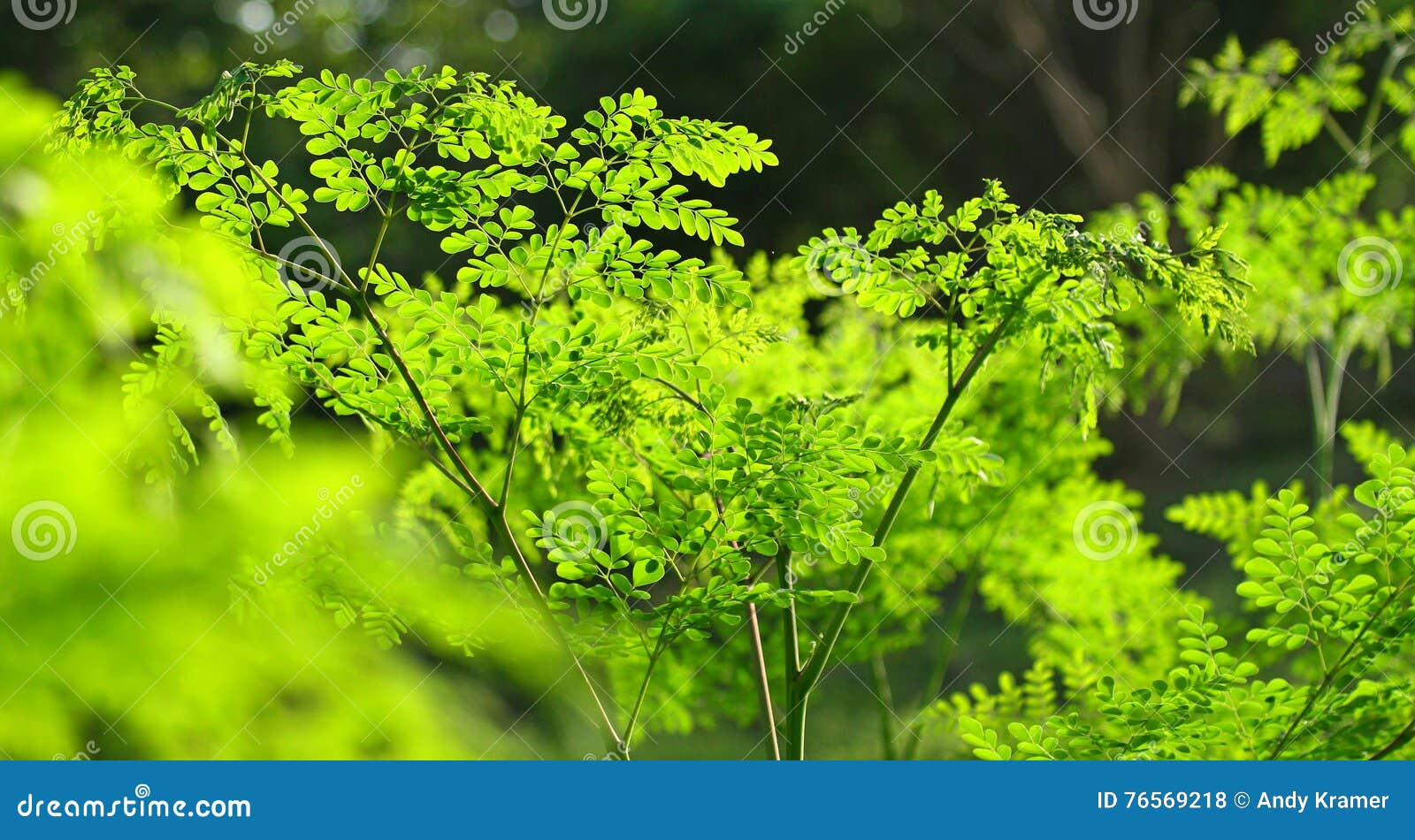 Malunggay Or Moringa Tree As The Leaves Act As One Of The Traditional ...