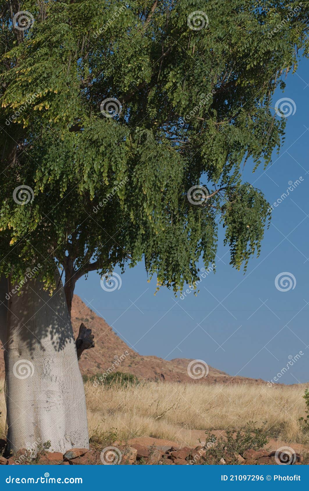 Moringa tree stock photo. Image of namibia, herb, africa - 21097296