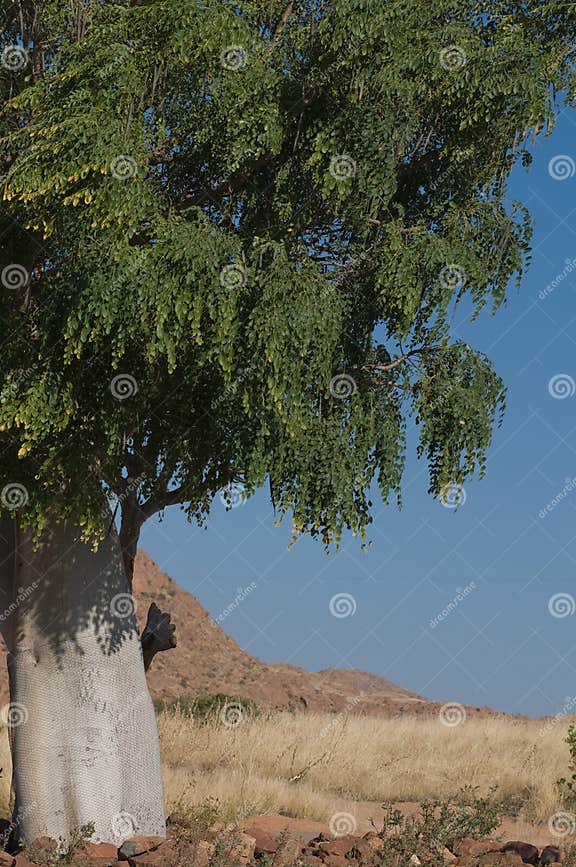 Moringa tree stock photo. Image of namibia, herb, africa - 21097296