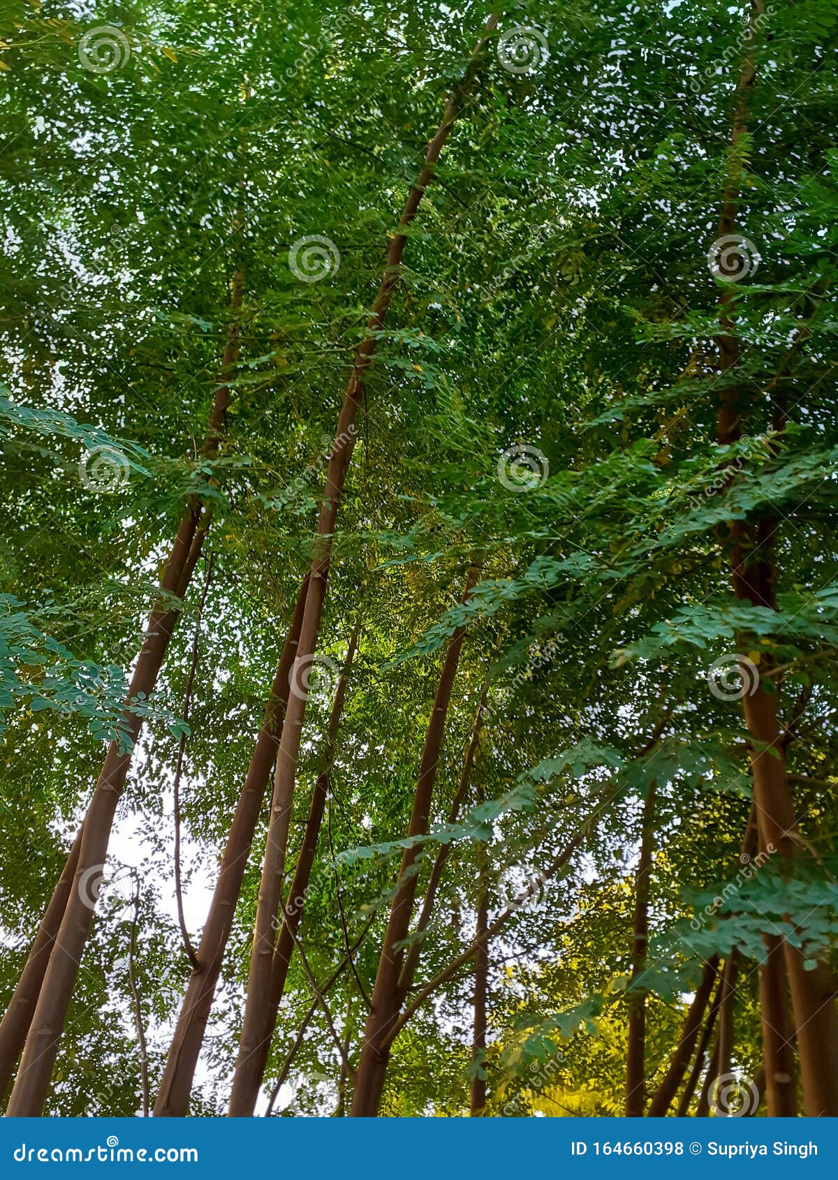 Moringa Tree Branches and Leaves Stock Photo - Image of beautiful ...