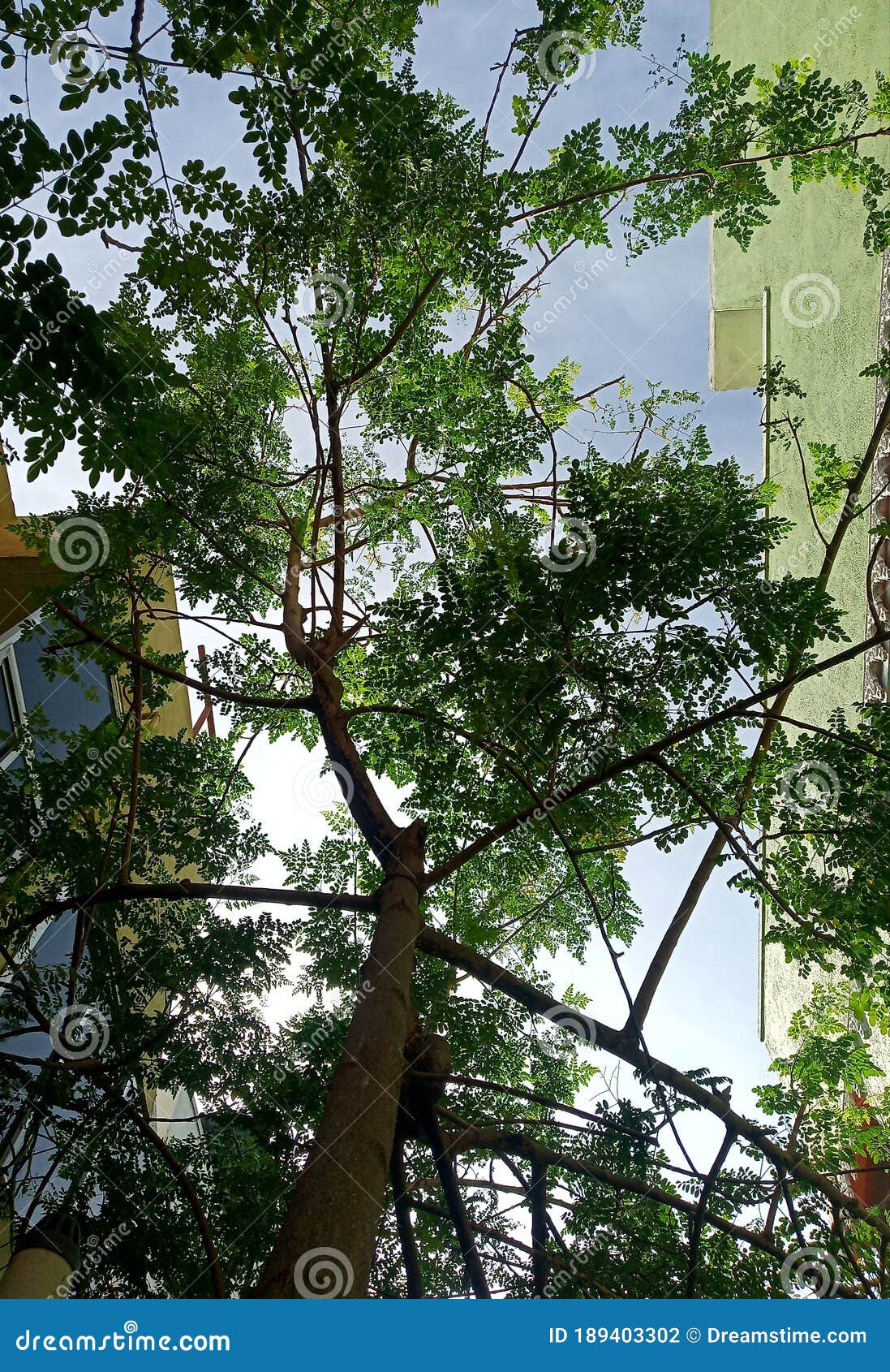Beautiful Moringa Or Sahjan Tree Trunk View. Drought Resistant Tree Of ...