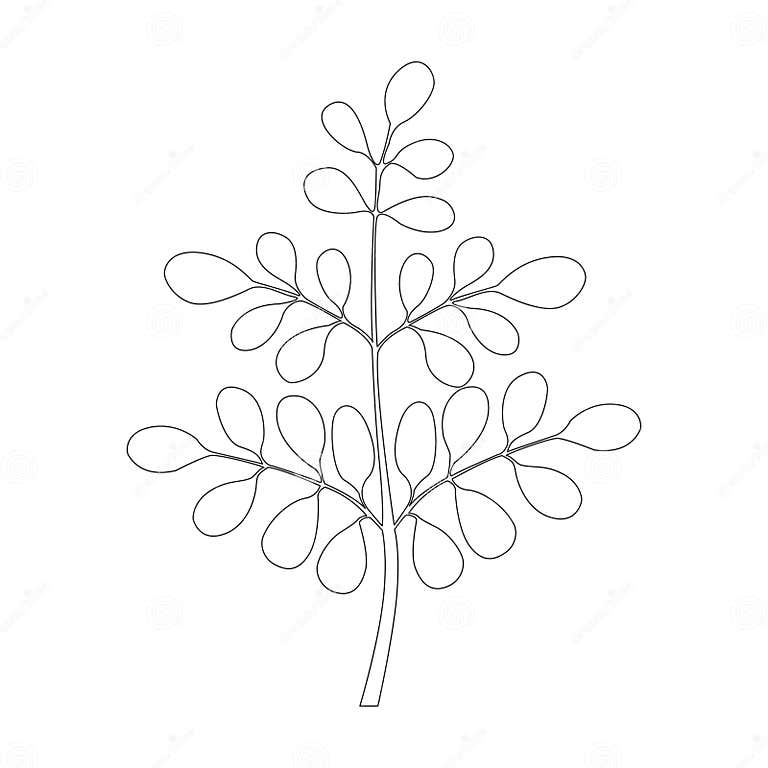 Moringa Tree, Continuous One Line Stock Vector - Illustration of forest ...