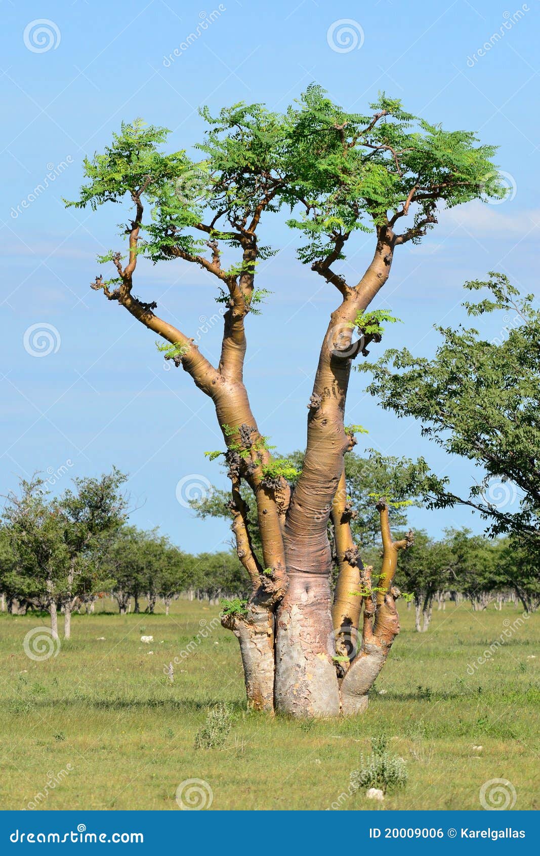 Moringa Tree,Etosha,Namibia Stock Photo - Image of field, scenery: 20009006