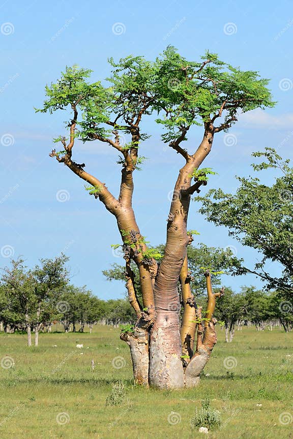 Moringa Tree,Etosha,Namibia Stock Photo - Image of field, scenery: 20009006