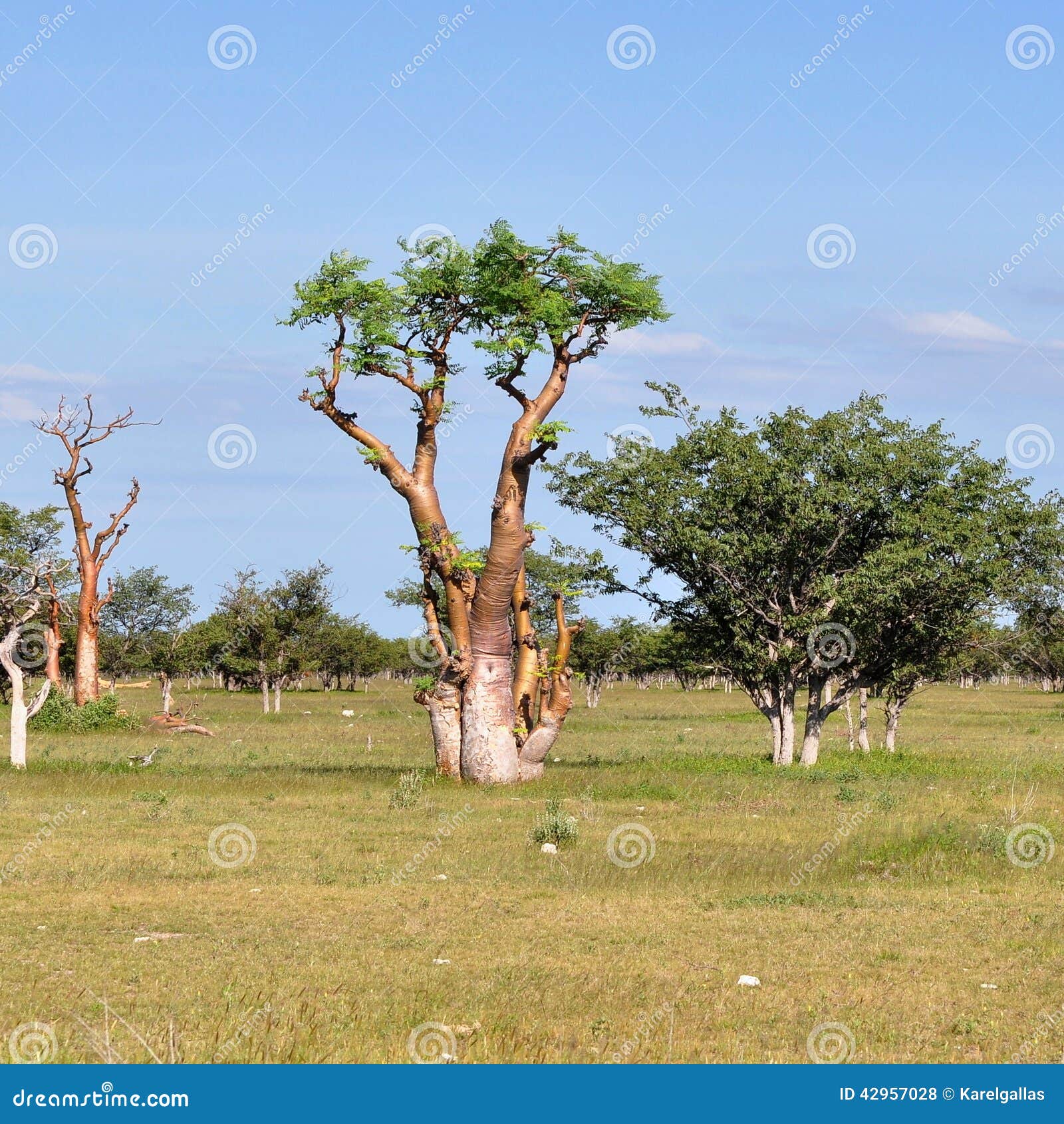 Moringa tree stock photo. Image of etosha, tree, thailand - 42957028