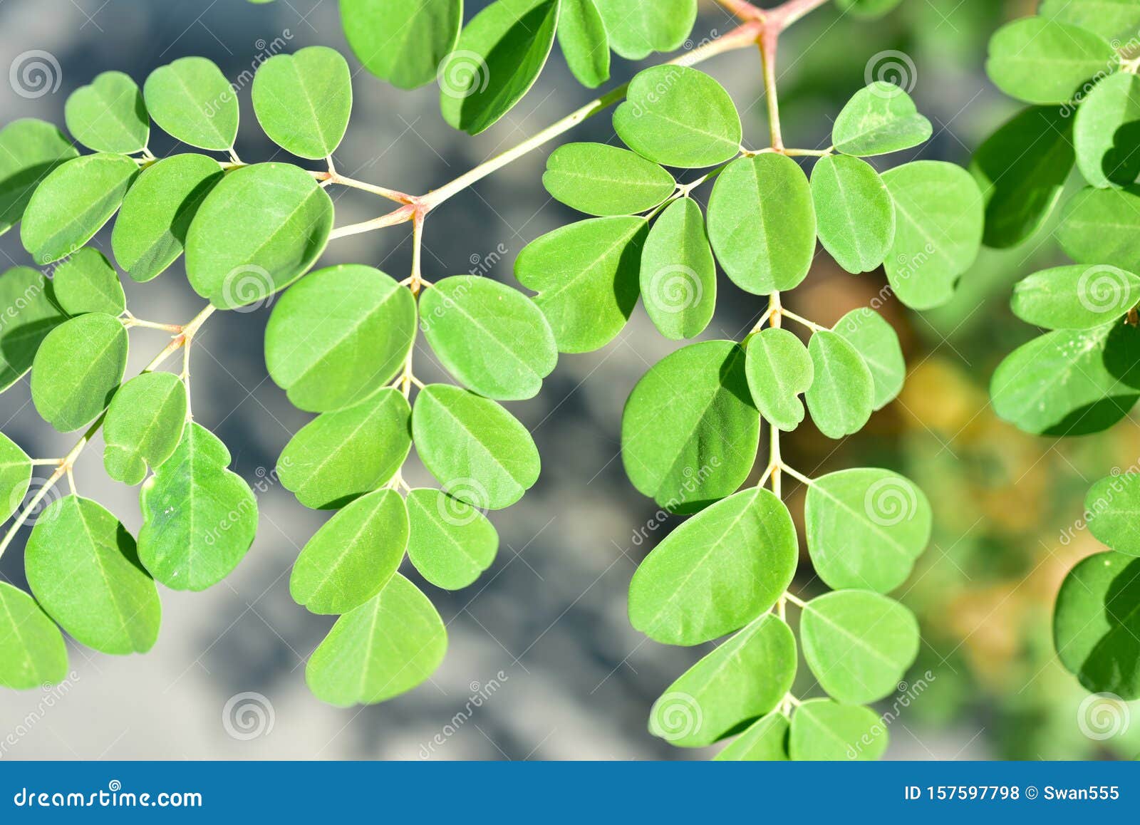Moringa tree on the field stock photo. Image of foliage - 157597798