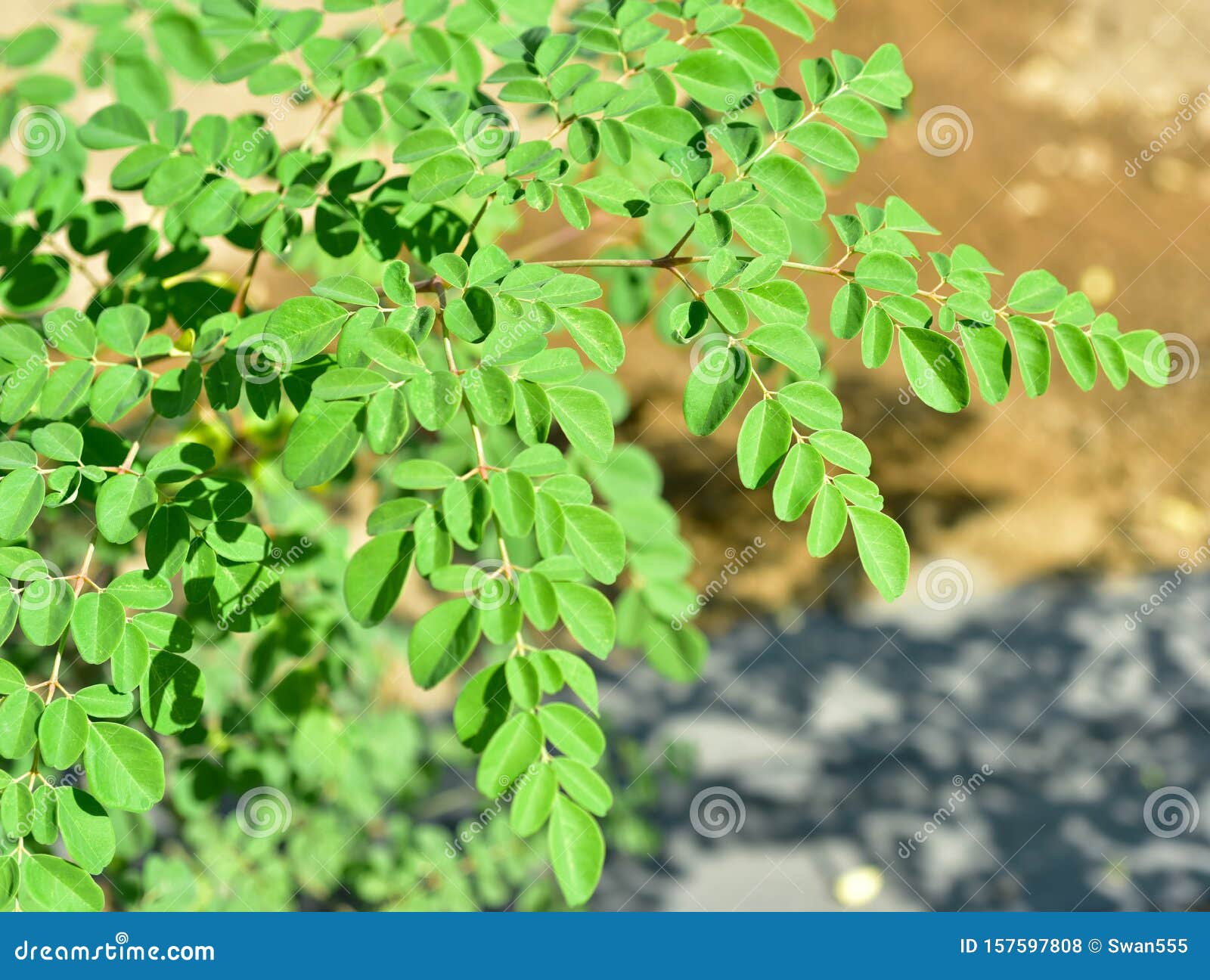 Moringa tree on the field stock photo. Image of leaf - 157597808