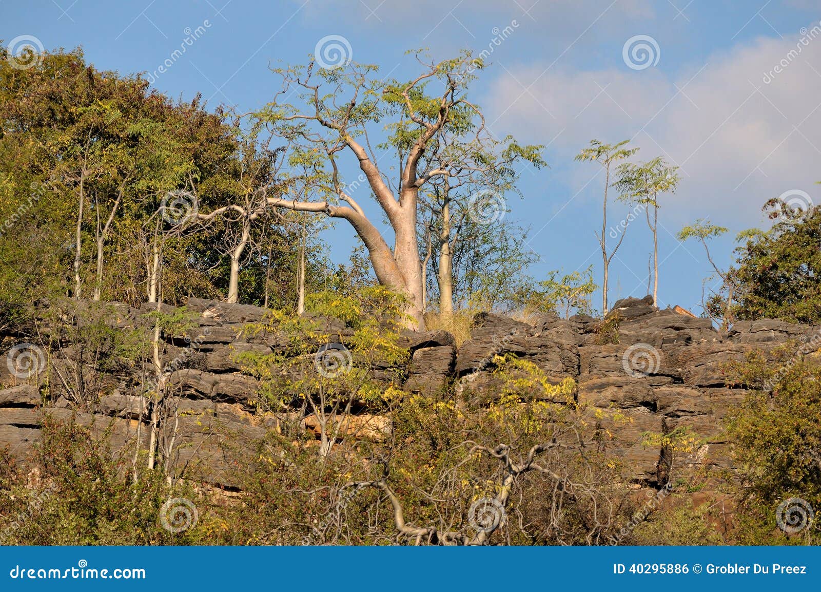 Moringa tree stock photo. Image of africa, landscape - 40295886