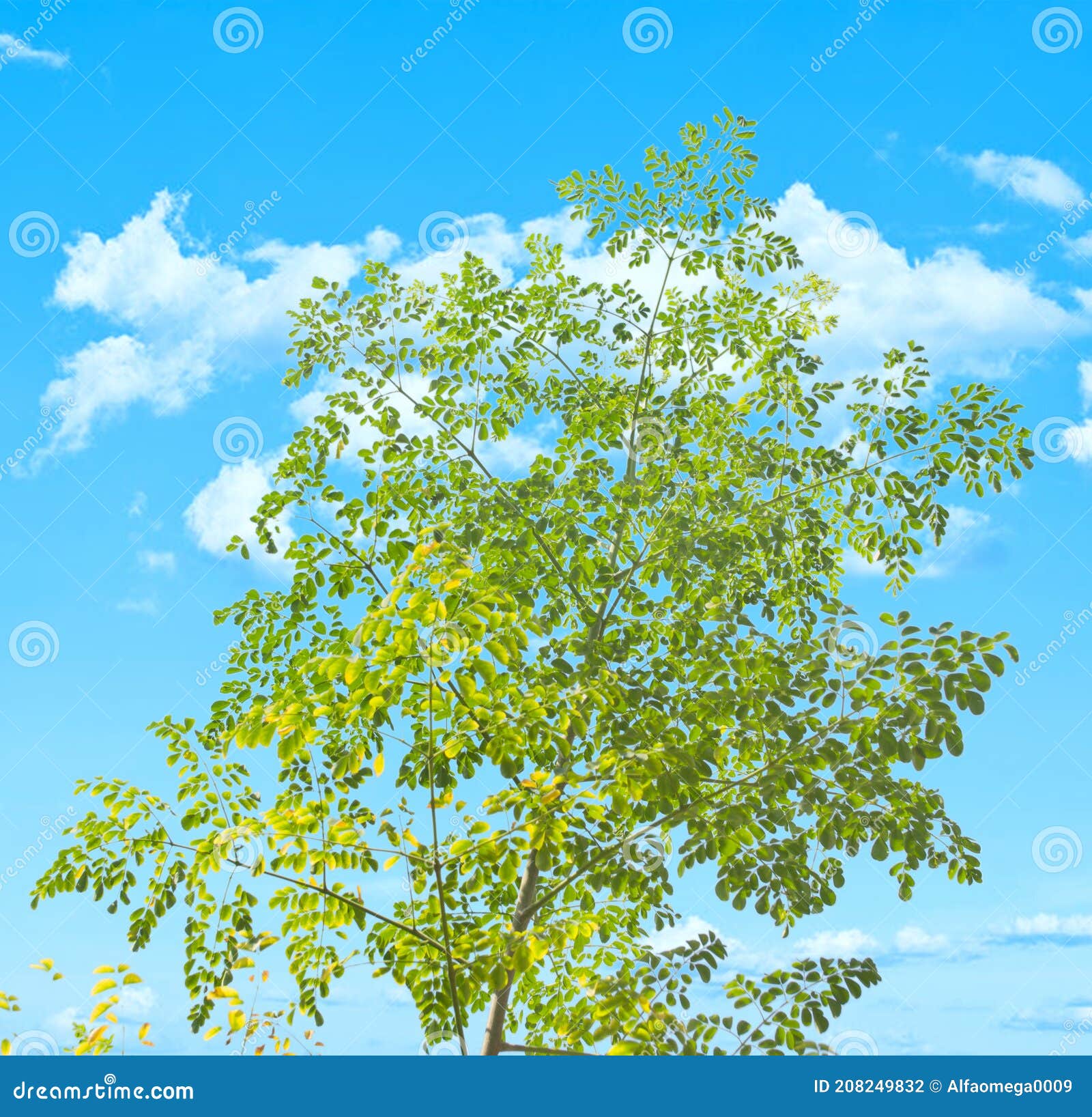 Moringa Tree with Small Green Leafy Branches Stock Photo - Image of ...