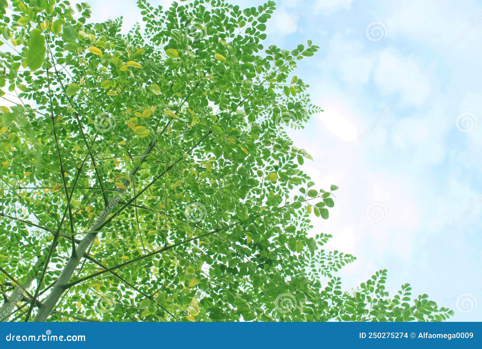 Moringa Tree with Small Weak Branches with Dense Leaves Stock Photo ...