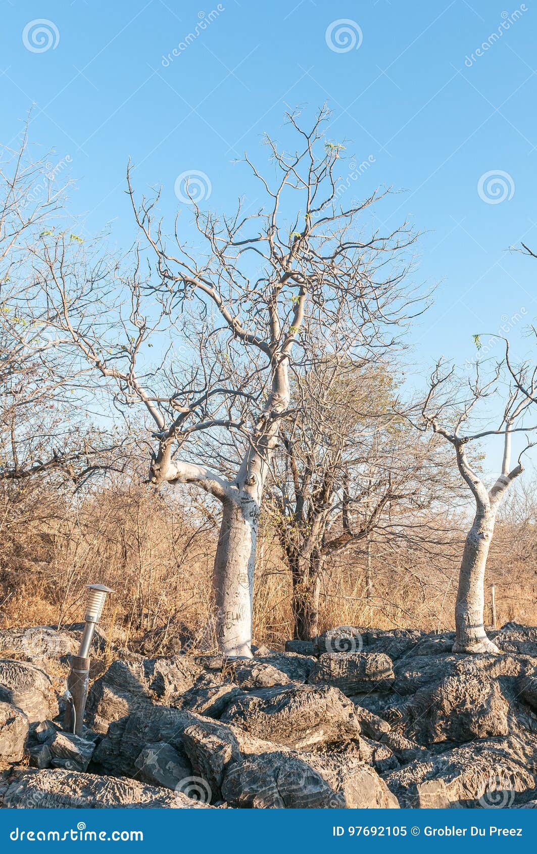 Moringa Trees in Winter in Northern Namibia Stock Image - Image of ...