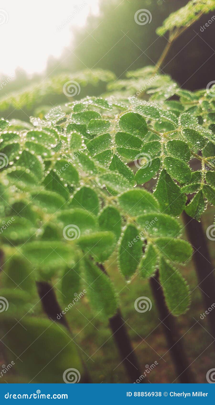 Moringga leaves stock photo. Image of moringga, drops - 88856938