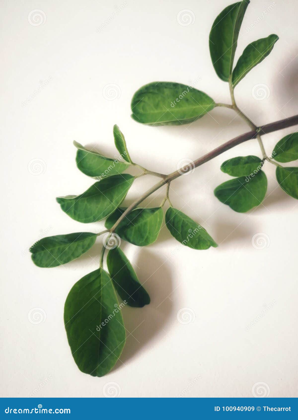 Moringga leaves stock image. Image of green, tropical - 100940909