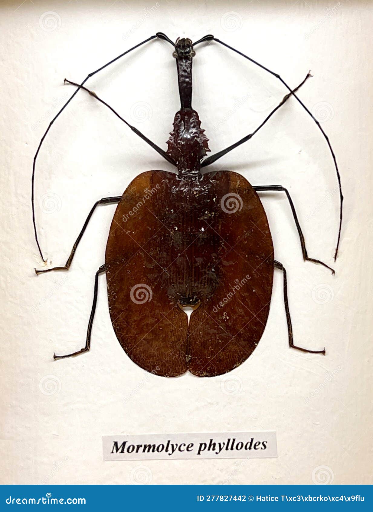 Mormolyce Phyllodes Beetle, Close-up. Macro Stock Photo - Image of ...