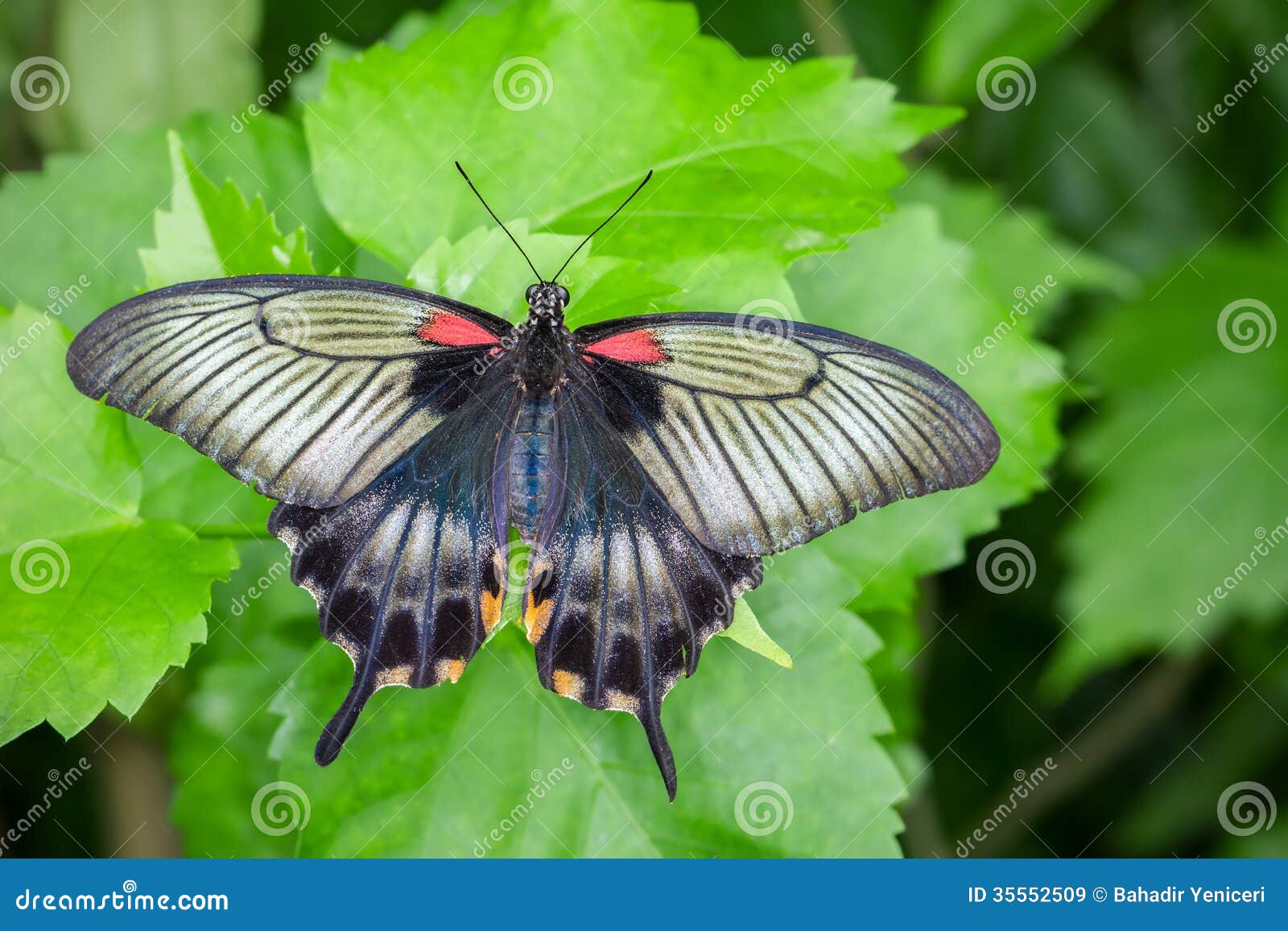 Mormon Butterfly stock image. Image of beauty, colour - 35552509