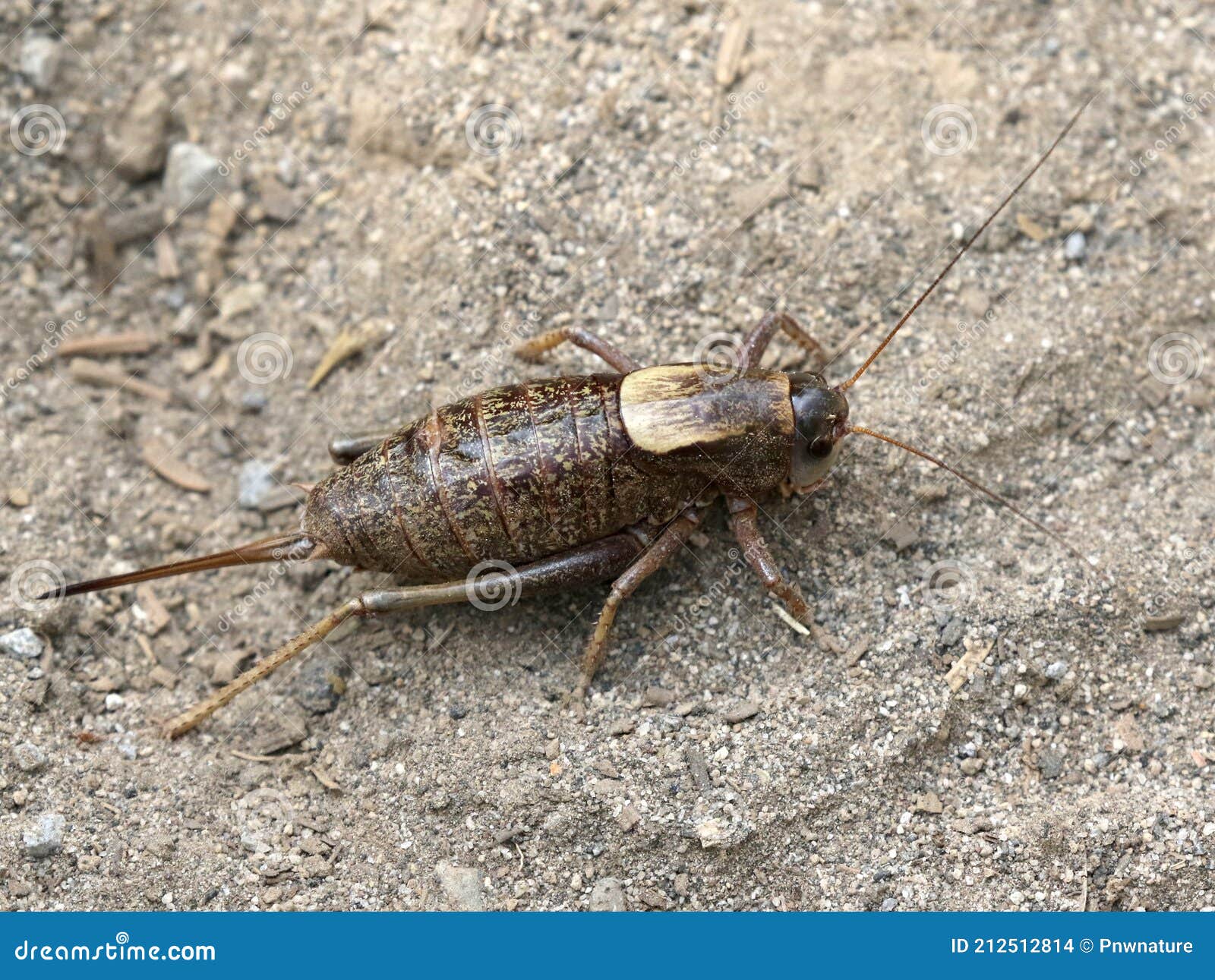 Mormon Cricket - Anabrus Simplex Stock Photo - Image of simplex ...