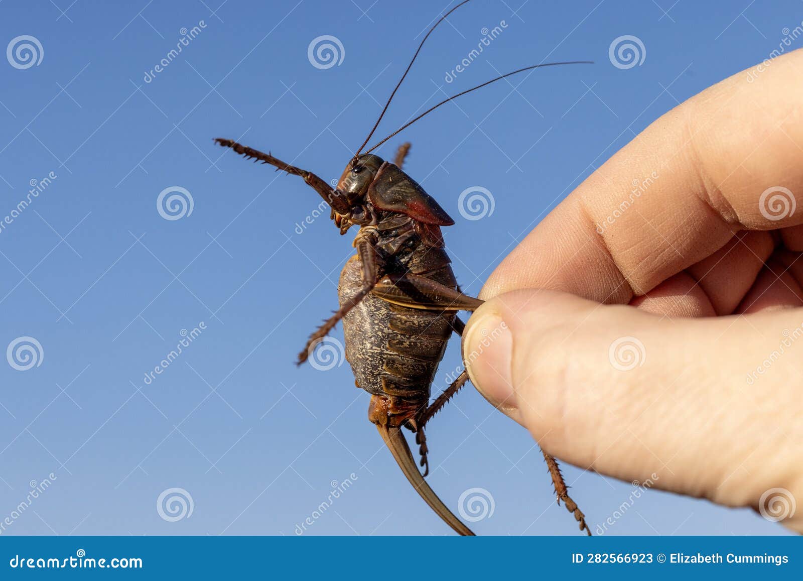 Mormon Cricket Human Hand for Scale. Close Up Macro View Against the ...