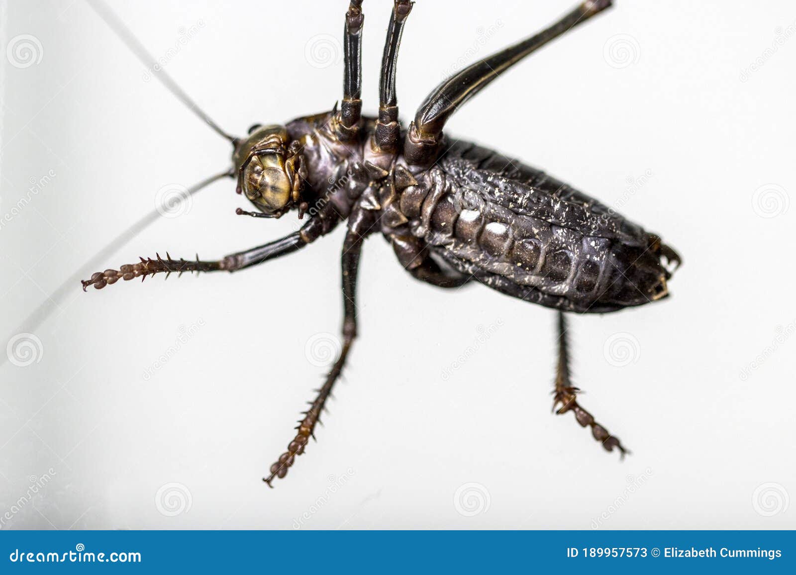 Mormon Crickets Underside View In Aquarium Macro Details Royalty-Free ...