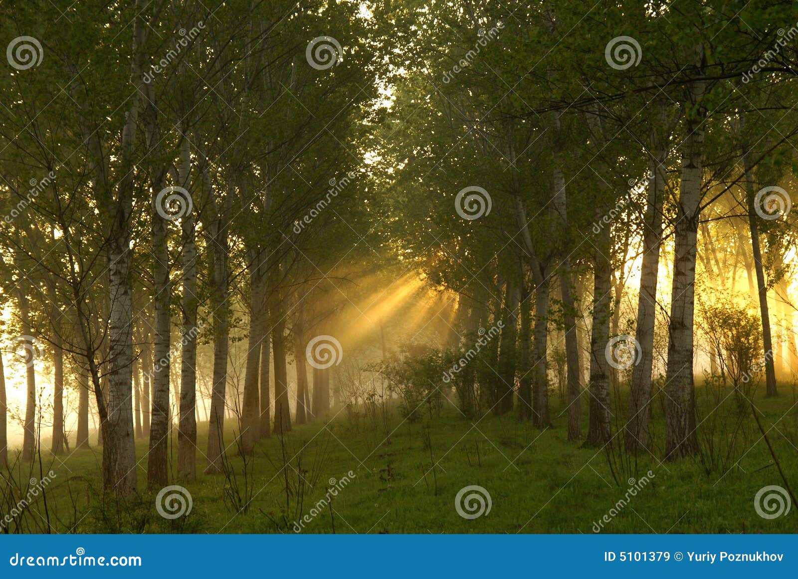 Morning stock image. Image of haze, beauty, early, morning - 5101379