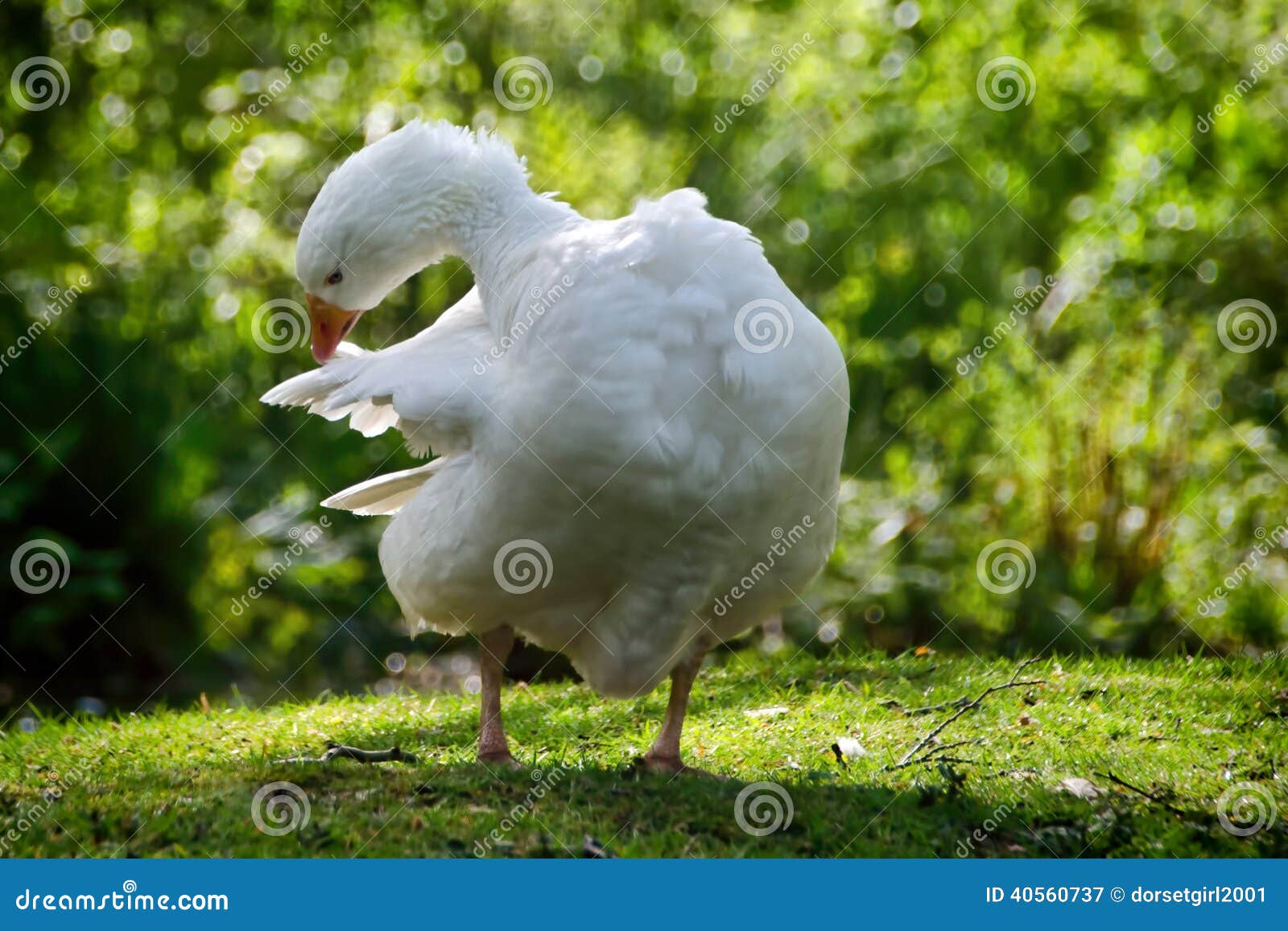 Morning Ablutions stock image. Image of small, morning - 40560737