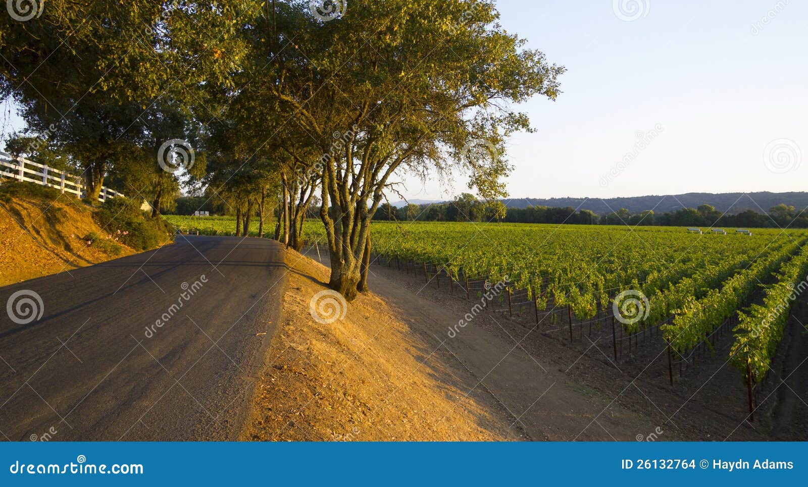 Morning Alongside Wine Road with Vineyards Stock Photo - Image of clear ...