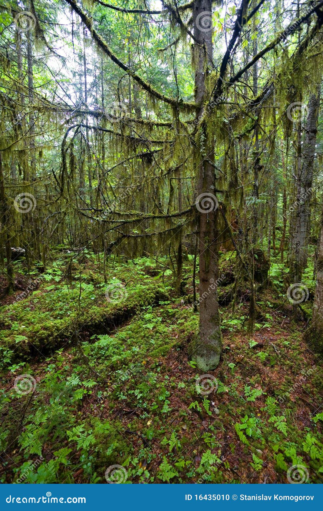 Morning in the Ancient Coniferous Forest Stock Photo - Image of ...
