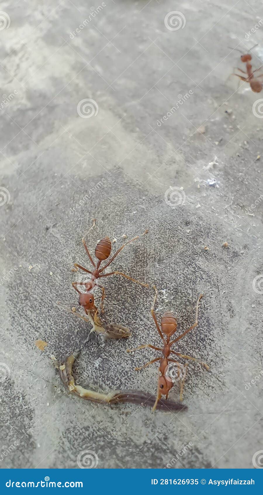 Morning ant activity stock image. Image of arthropod - 281626935