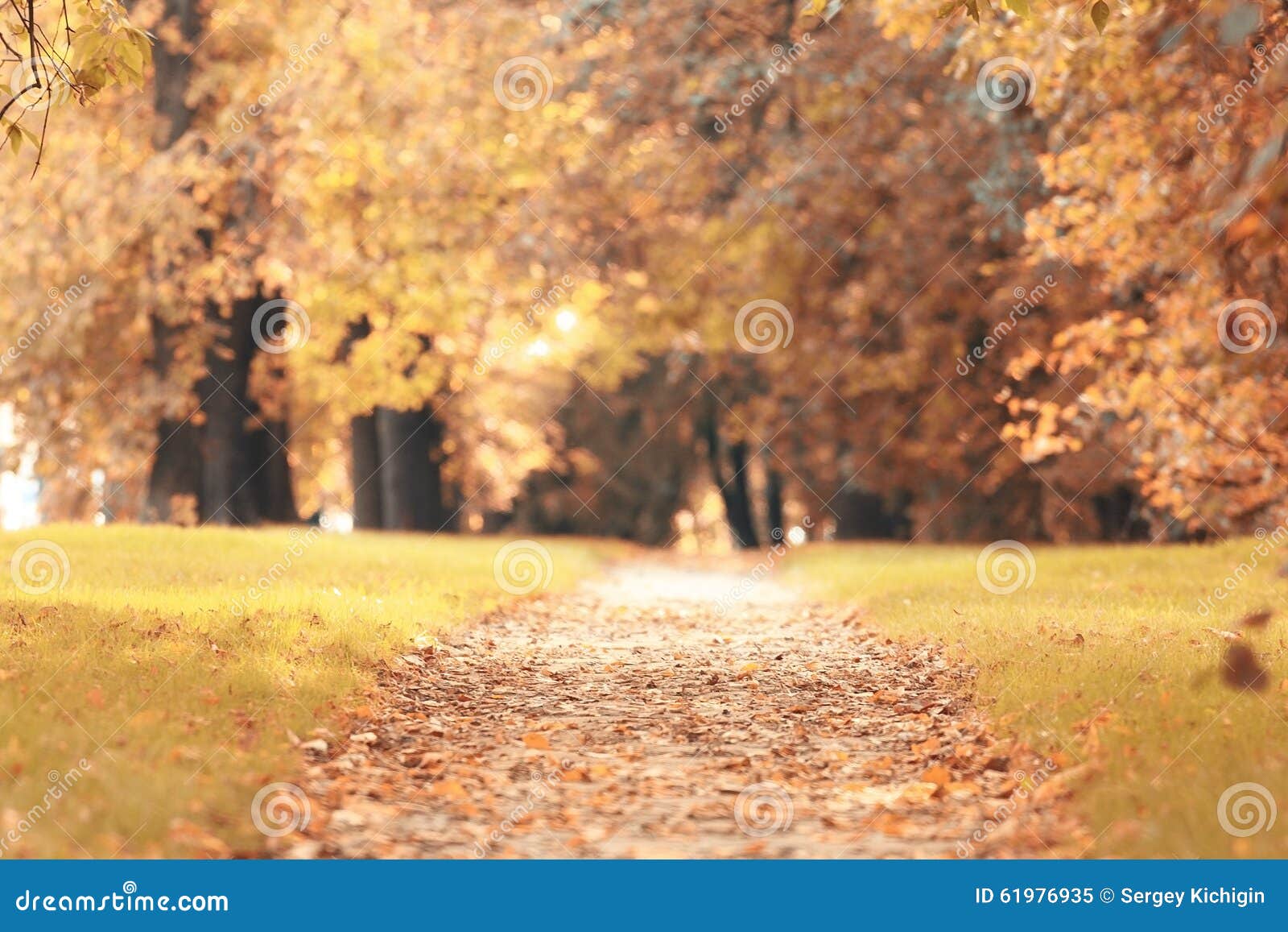 Morning in the Autumn Forest Stock Image - Image of landscape, autumn ...