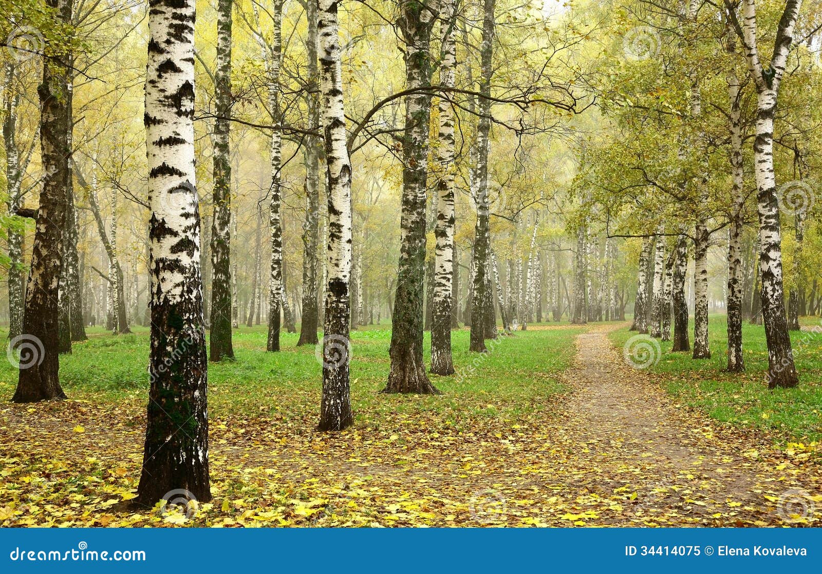 Morning Autumn Mist in October Birch Grove at Crossing Paths Stock ...