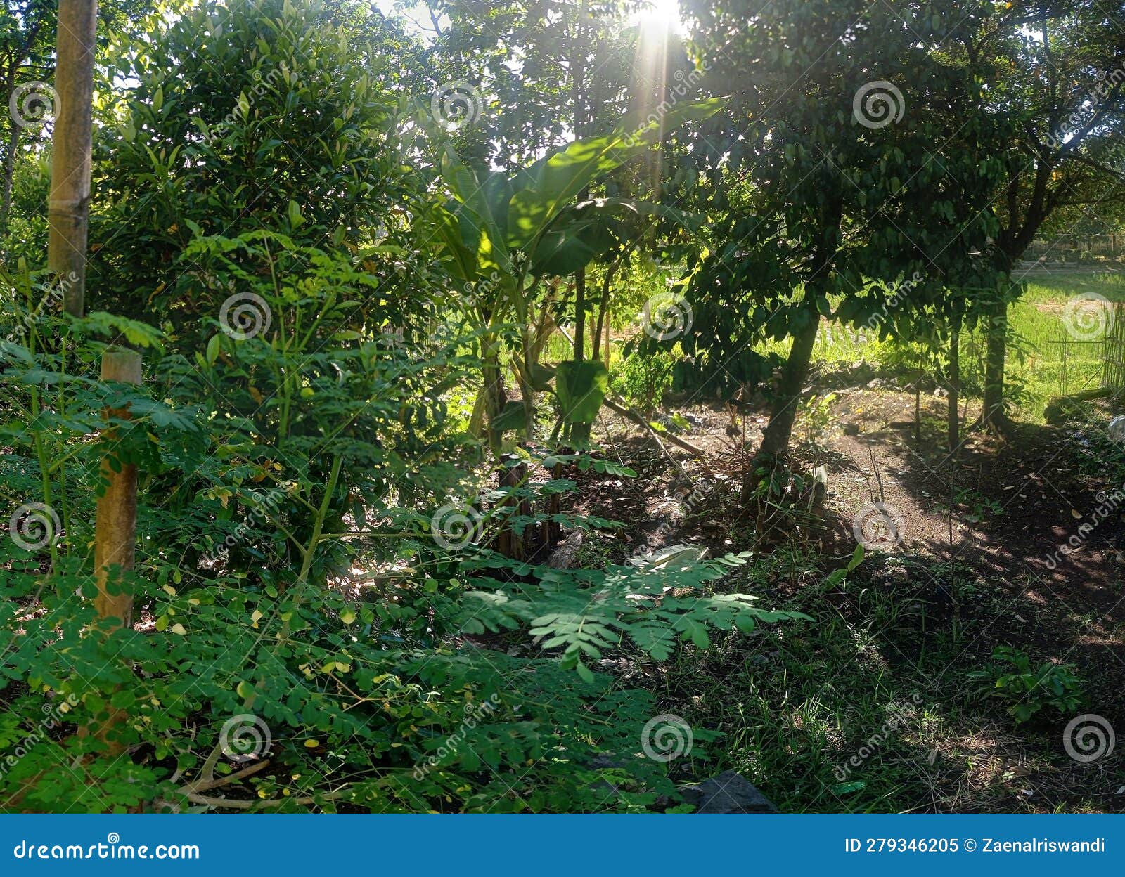 Morning in the Backyard, To Find Freshness and Relax Stock Image ...